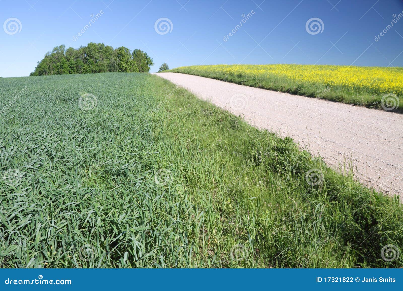 Rural road. stock photo. Image of sunlight, perspective - 17321822