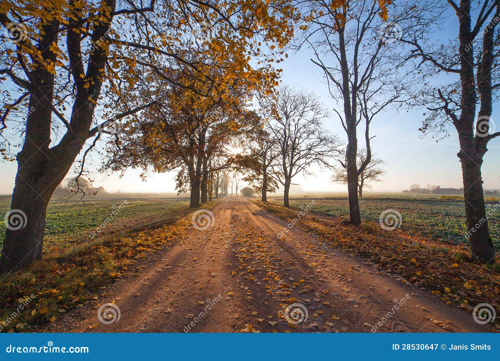 Rural road in autumn. stock image. Image of light, leaf - 28530647