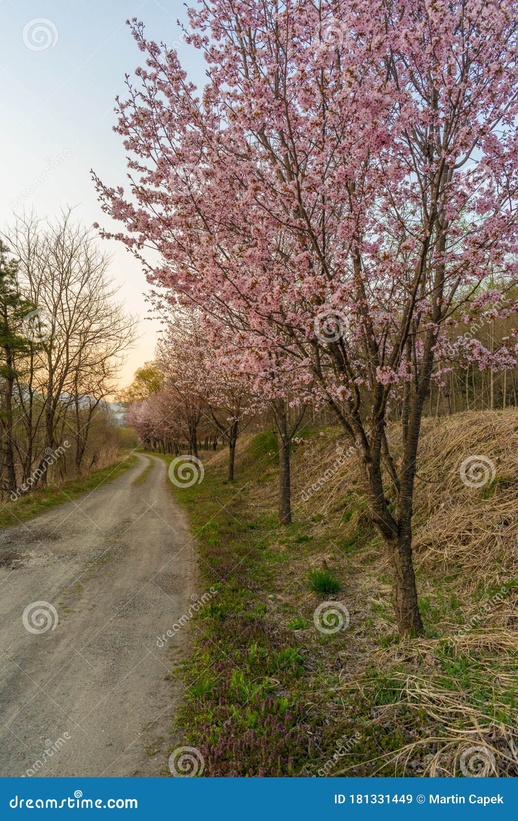 Sakura Trees Blossom In City Garden. Beautiful Blue Sky With Pink ...