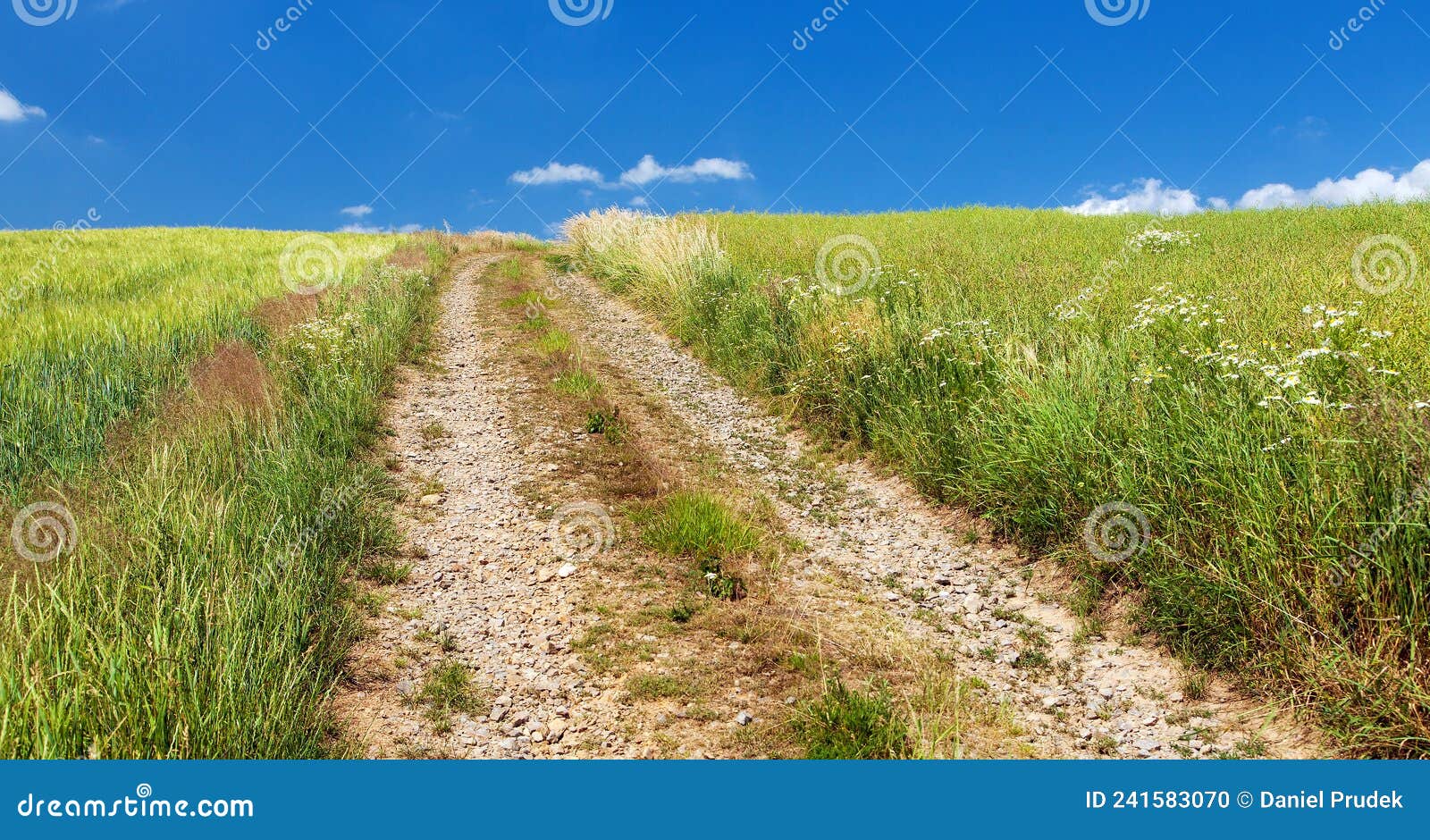Rural Road Dirt Road Cart Track between Corn Fields Stock Photo - Image ...