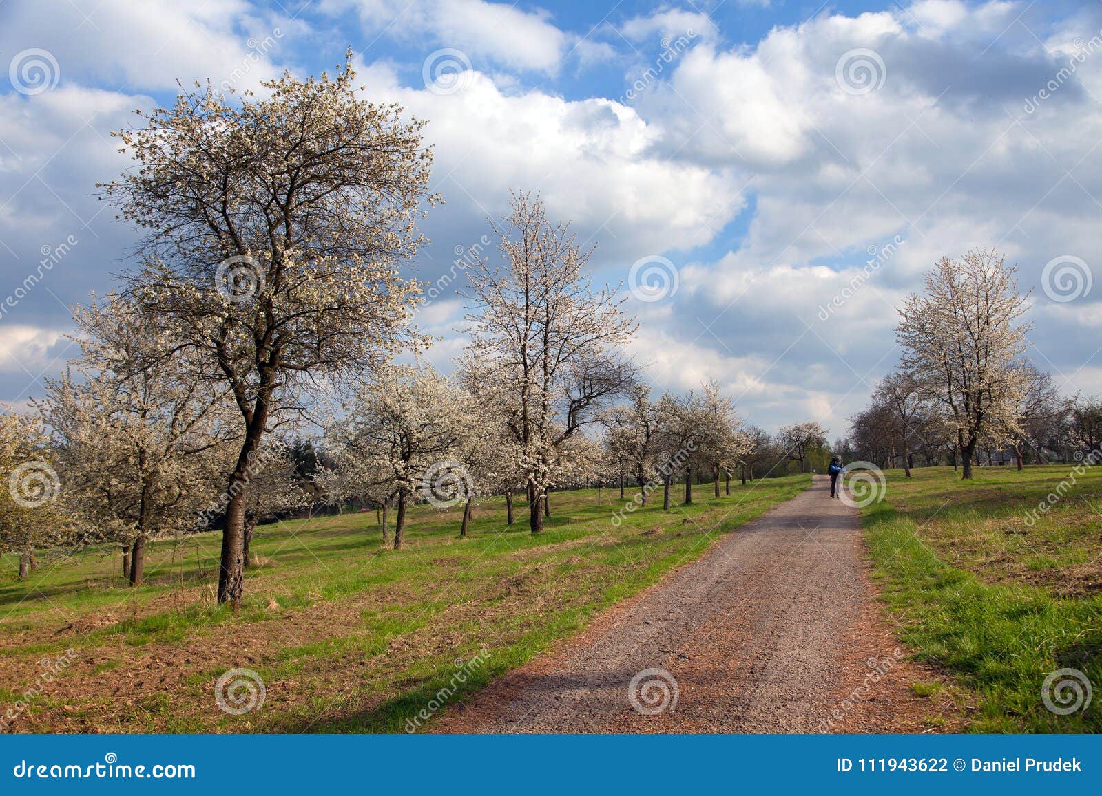 Rural Road and Flowering Trees, Springtime View Stock Photo - Image of ...