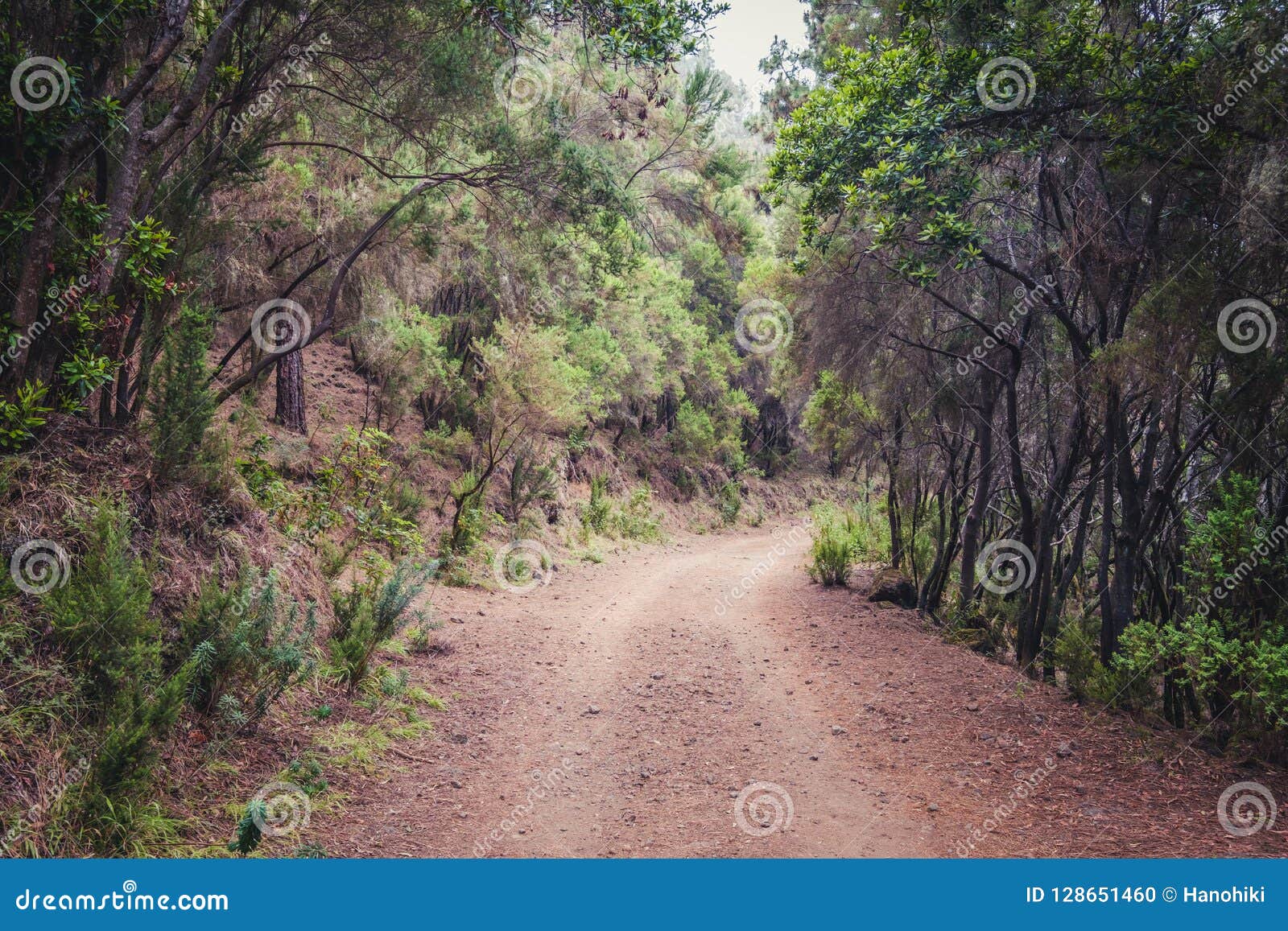 Rural Road in Forest Landscape - Pathway in Wilderness / Nature Stock ...
