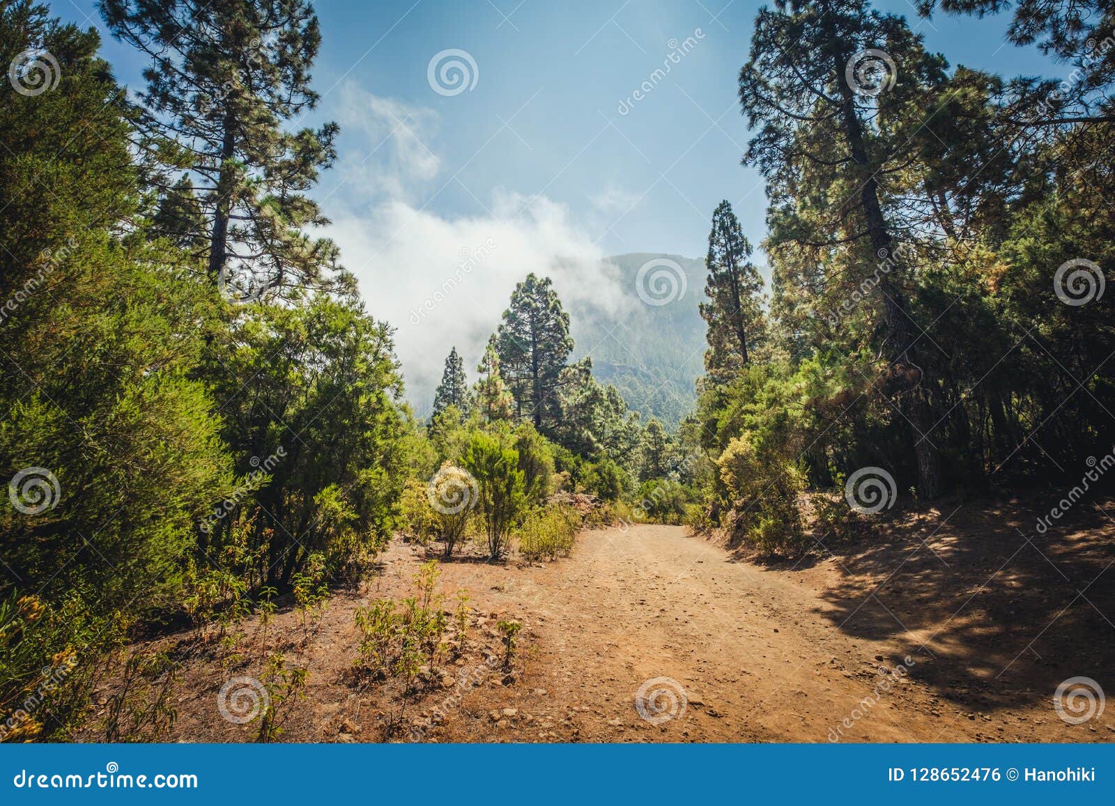 Rural Road in Forest Landscape - Pathway in Wilderness / Nature Stock ...