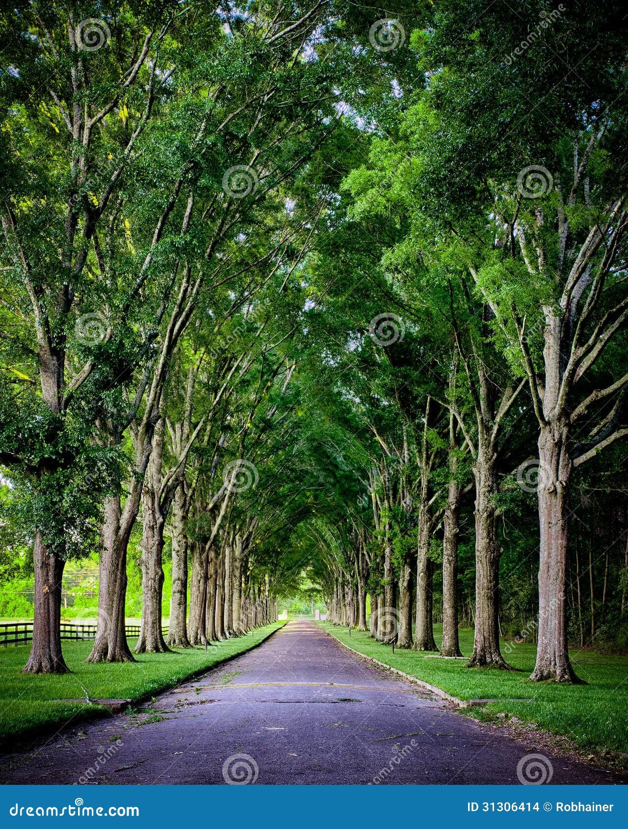 Rural Road Lined by Oak Trees Stock Photo - Image of scene, shine: 31306414