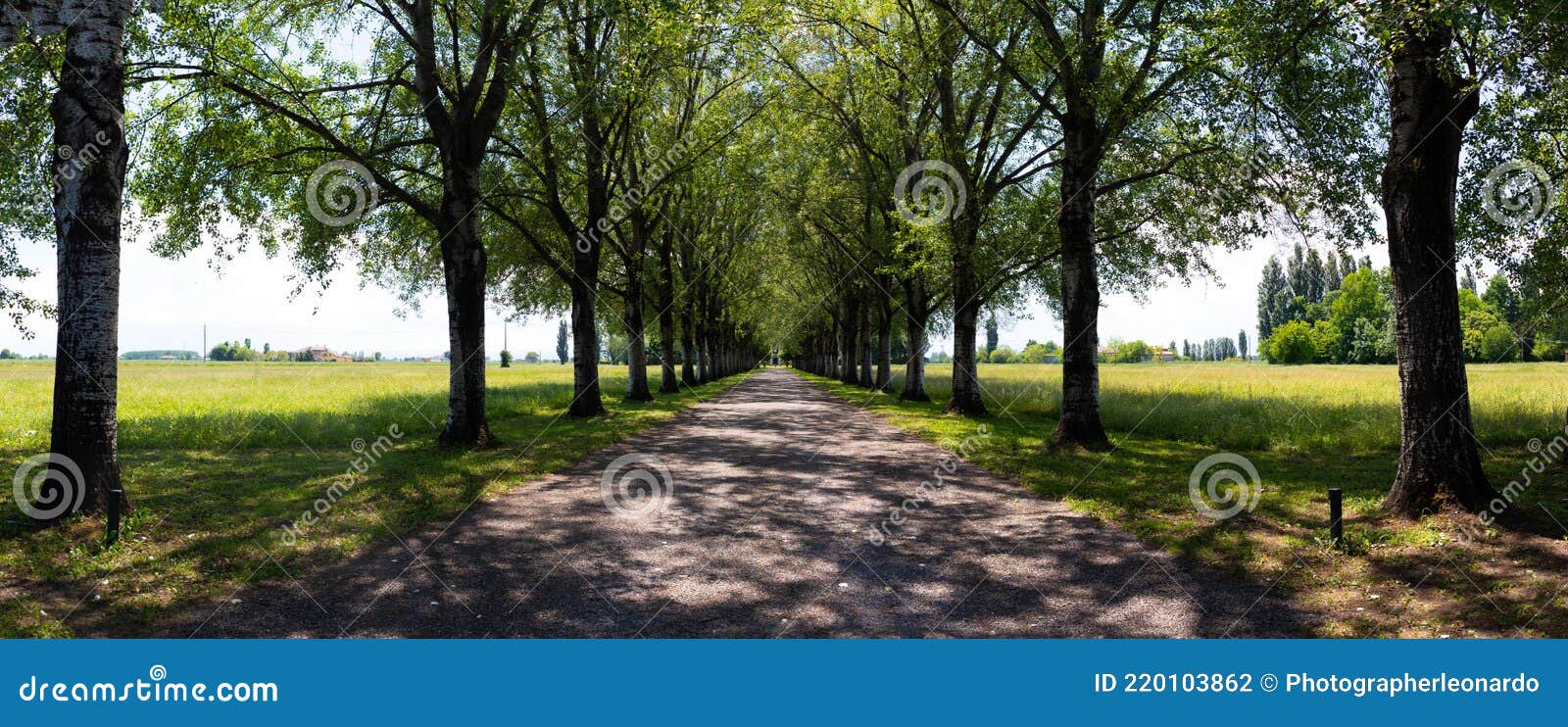 Rural Road Marked by Trees in Parallel Rows in the Middle of Fields of ...