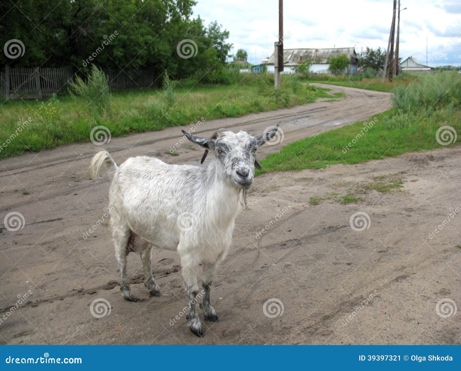 Rural road and nanny-goat stock image. Image of rural - 39397321