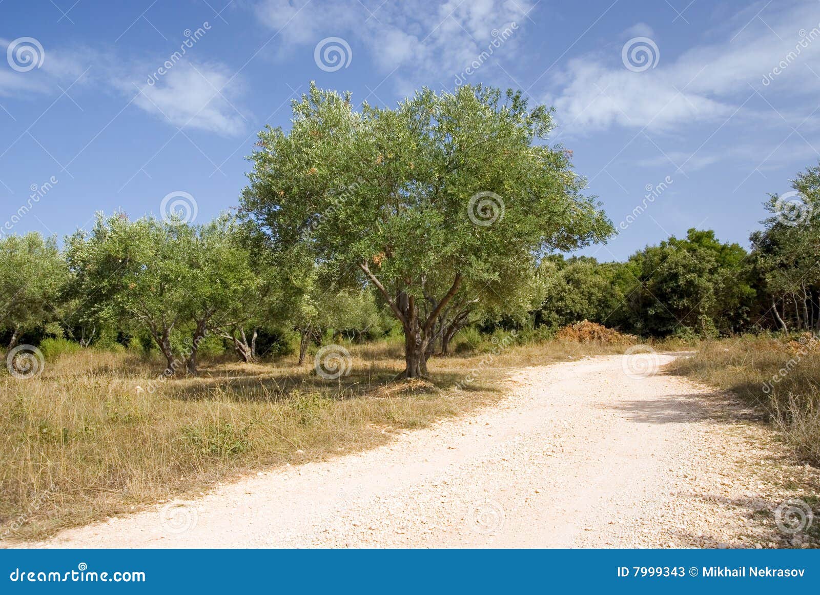 Rural road and olive tree stock image. Image of nature - 7999343