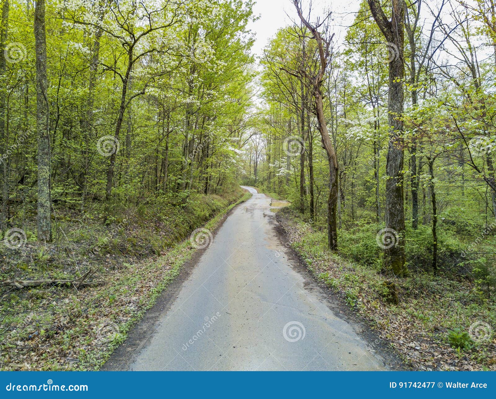 Rural Road in the Rain stock image. Image of america - 91742477