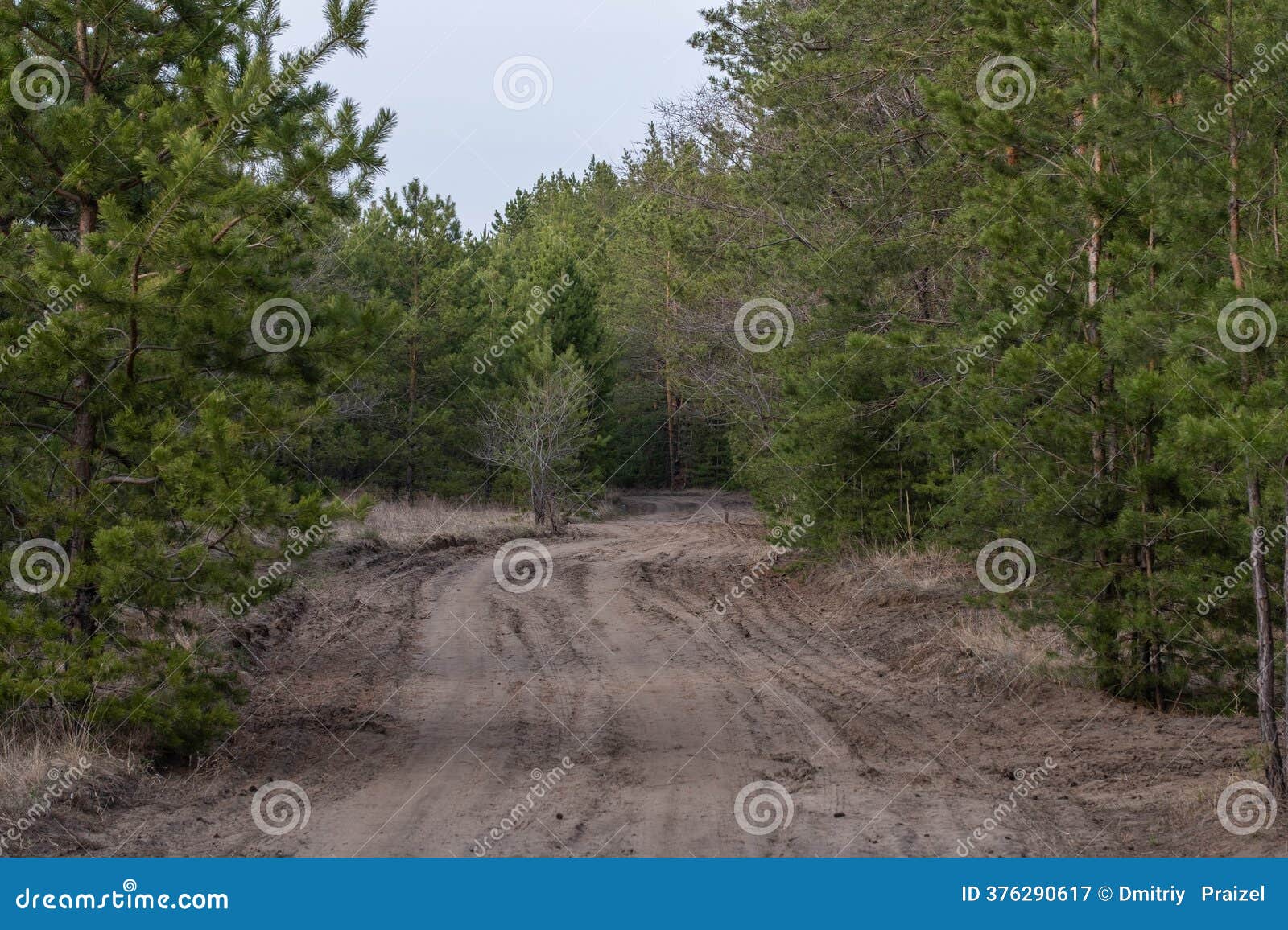 Spring In A Pine Forest With Brother Little Sister Holding Hands Stock ...