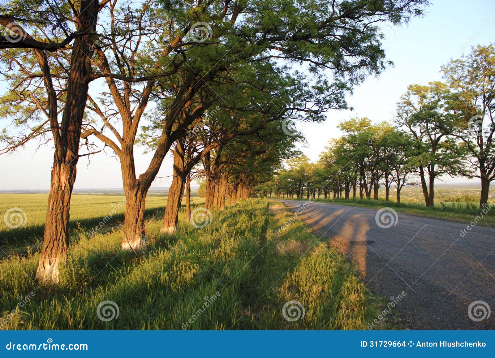 Rural road on sunset stock photo. Image of sunny, nature - 31729664