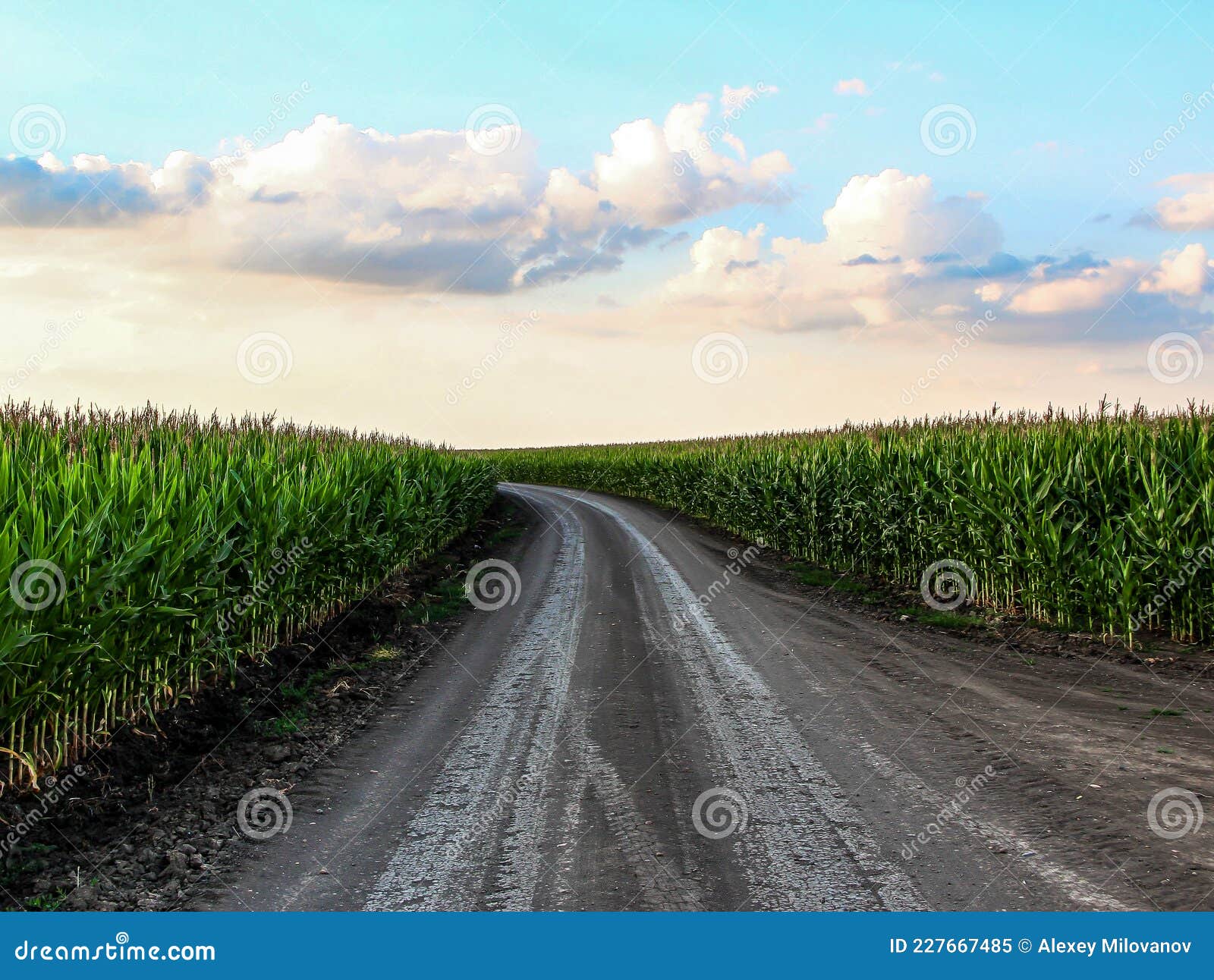 Rural Road is Turning through Corn Fields Stock Image - Image of ...