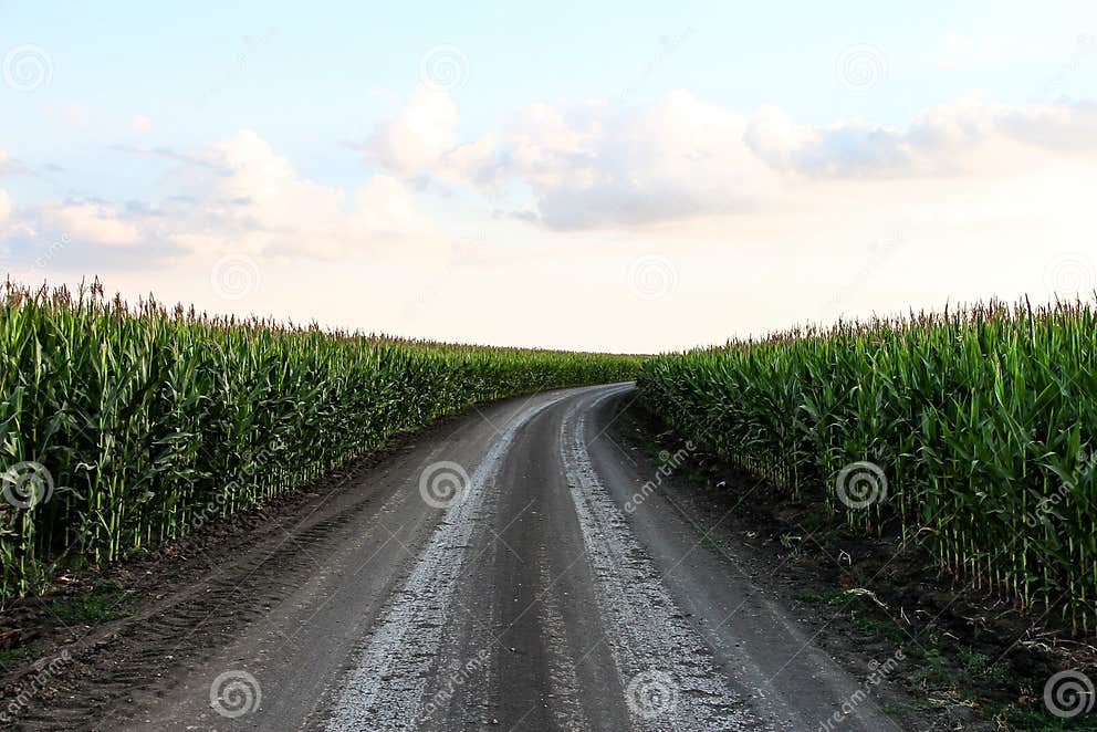 Rural Road is Turning through Corn Fields Stock Image - Image of ...