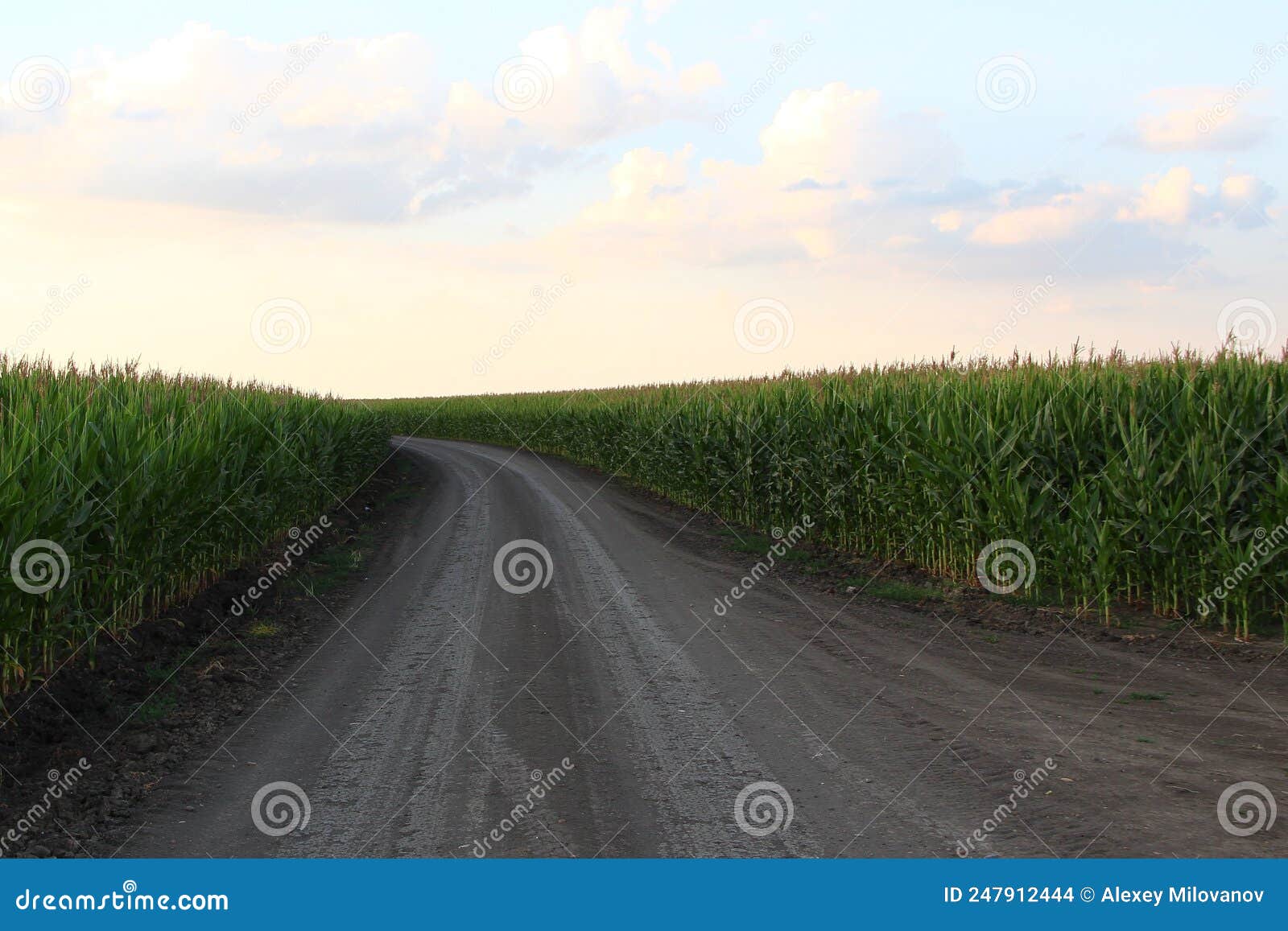 Rural Road is Turning through Corn Fields Stock Photo - Image of blue ...