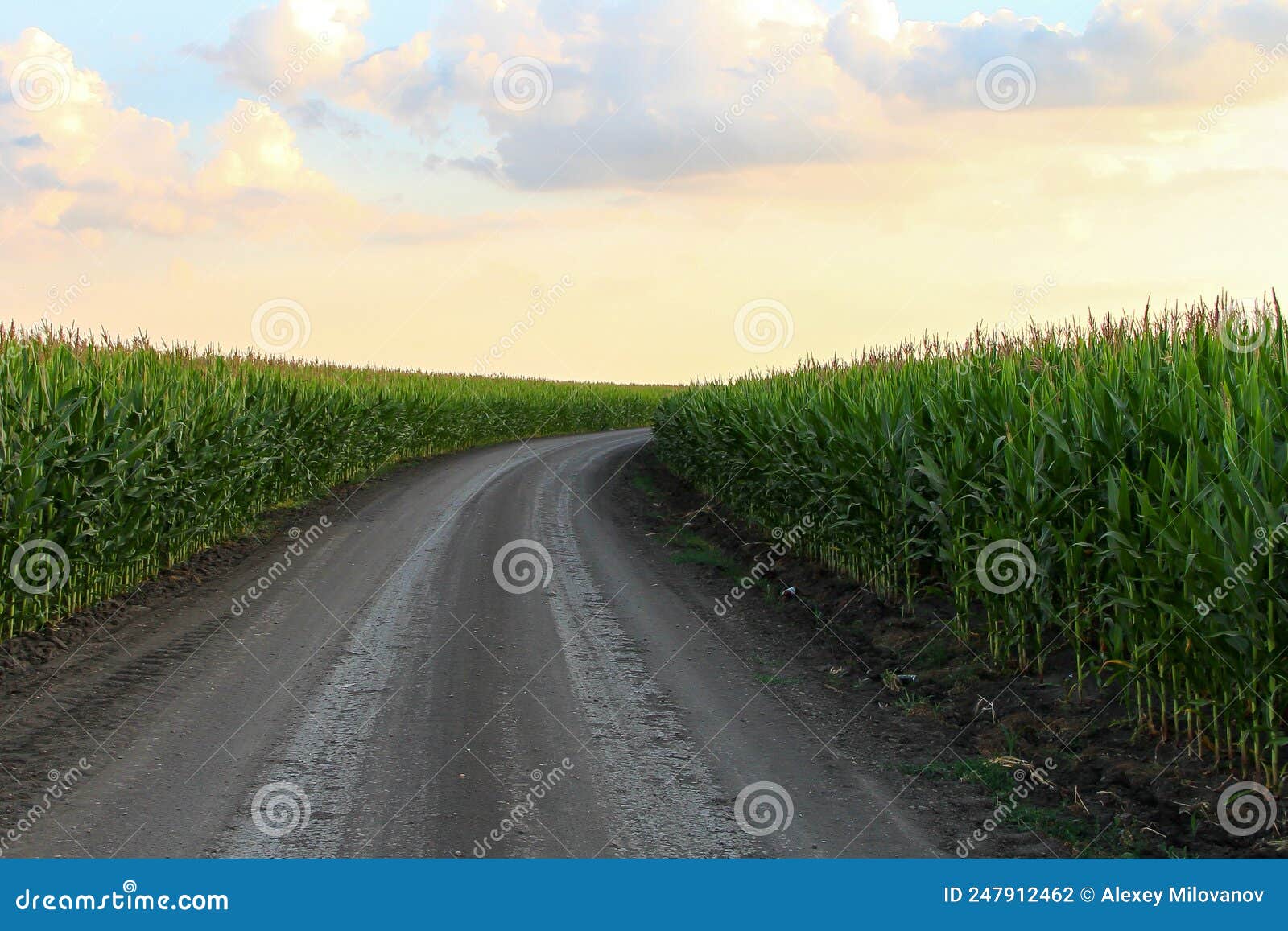 Rural Road is Turning through Corn Fields Stock Photo - Image of county ...