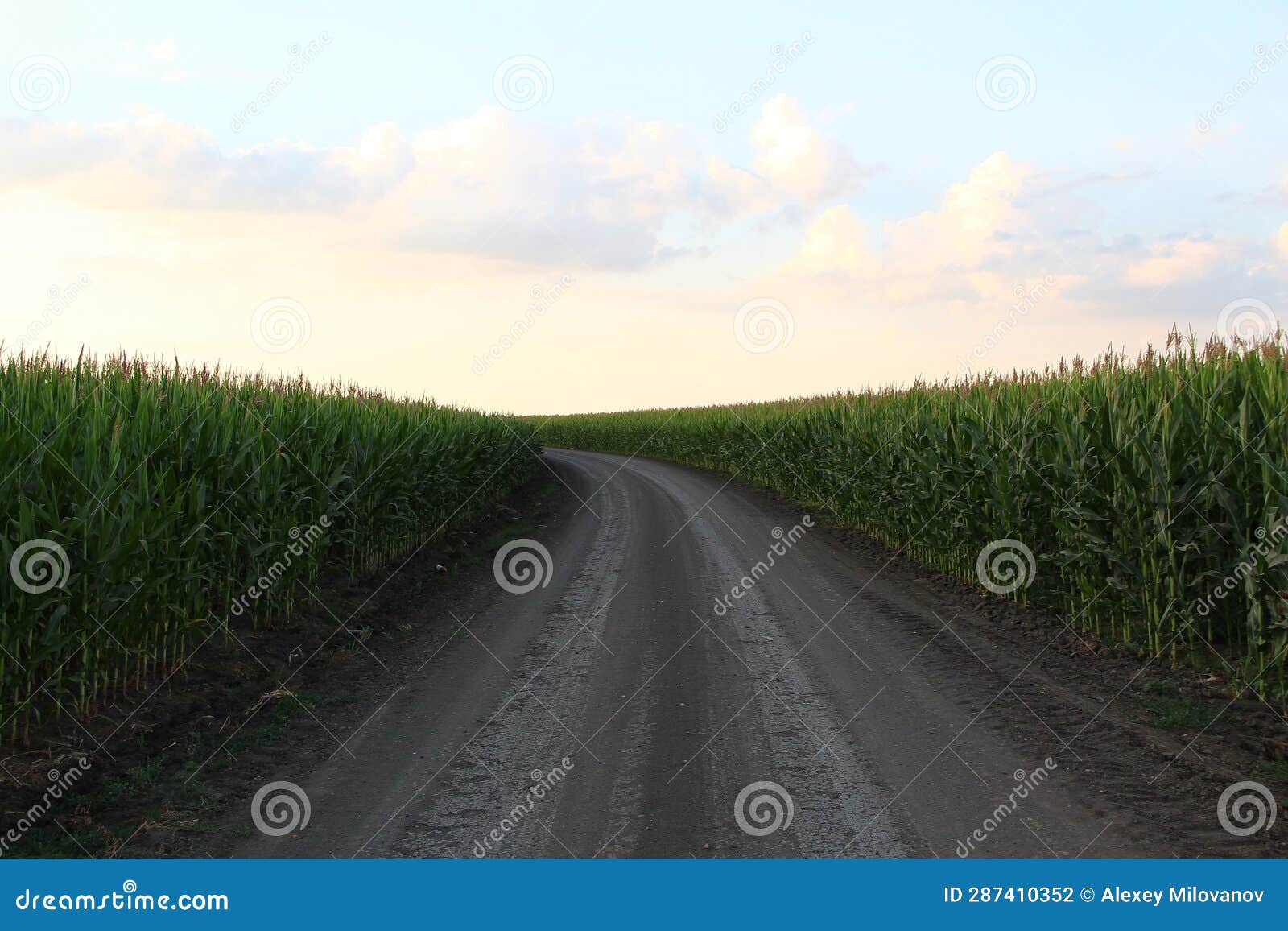 Rural Road is Turning through Corn Fields Stock Photo - Image of ...
