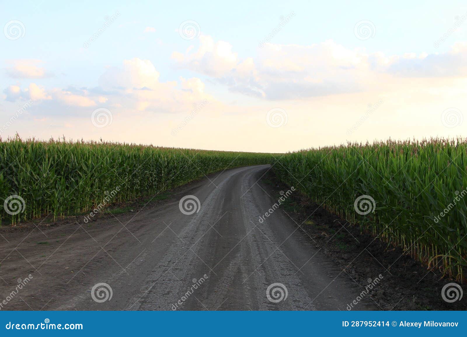 Rural Road is Turning through Corn Fields Stock Photo - Image of ...