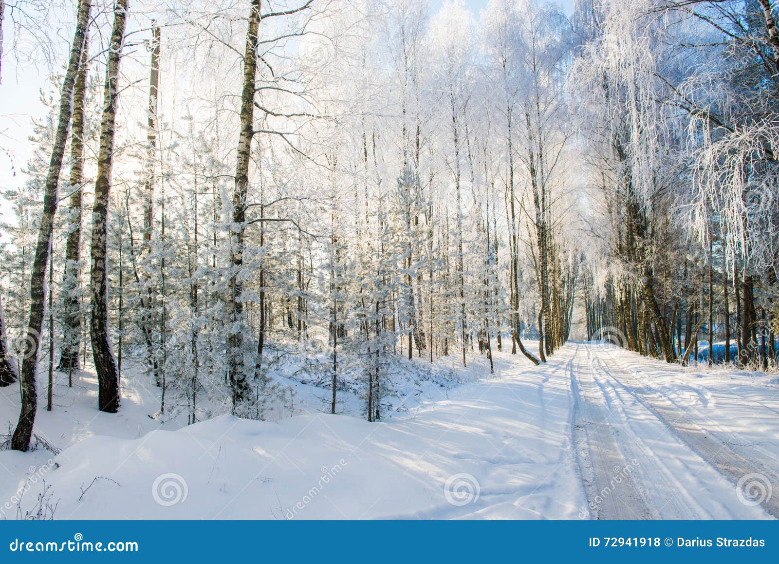 Rural Road in Winter, Birch Trees Stock Photo - Image of birch, empty ...