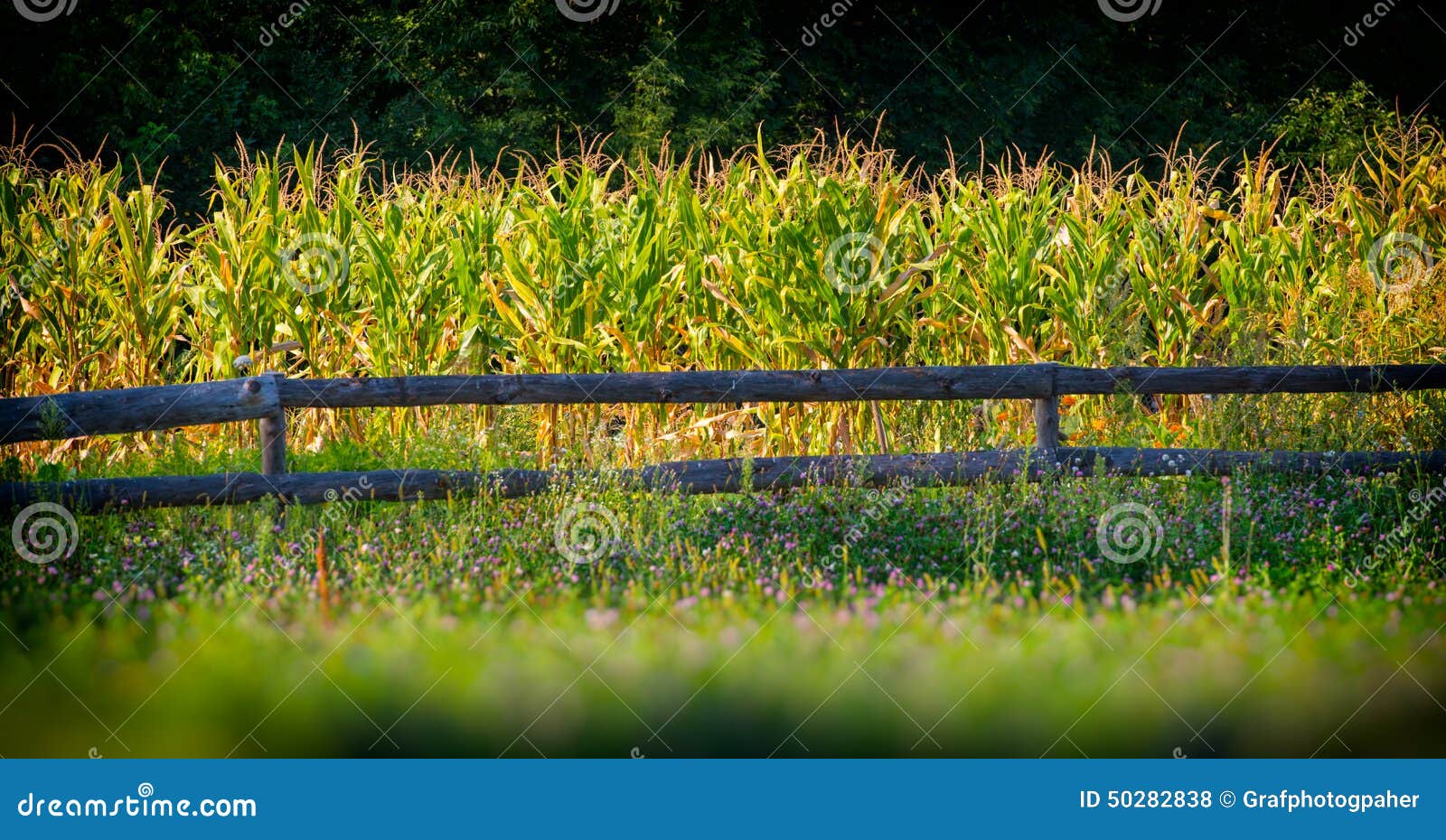 Rural stock photo. Image of nature, grass, grain, blue - 50282838