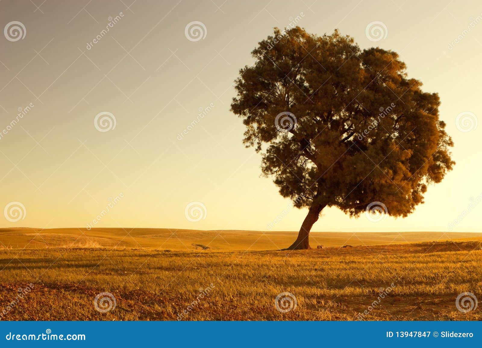 Rural Scene In The French Landscape With Dry Stone Walls , Aubrac ...