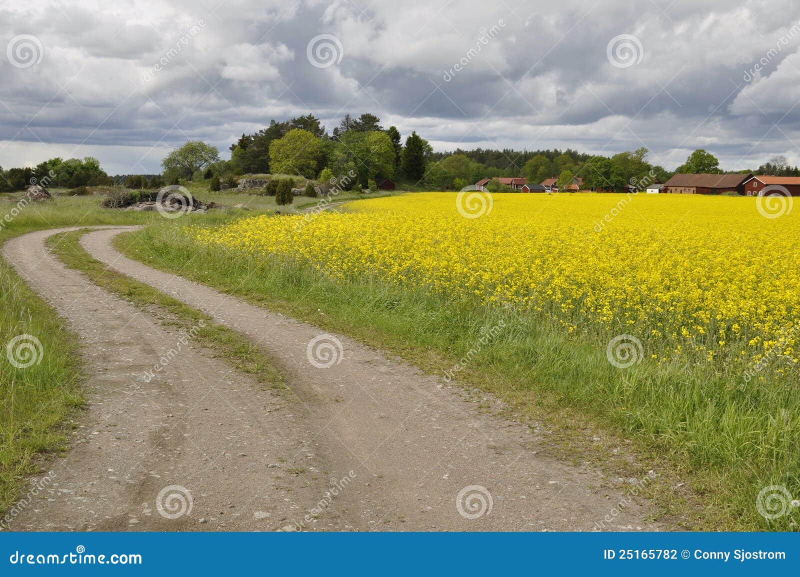 Rural scene stock photo. Image of meadow, field, farm - 25165782