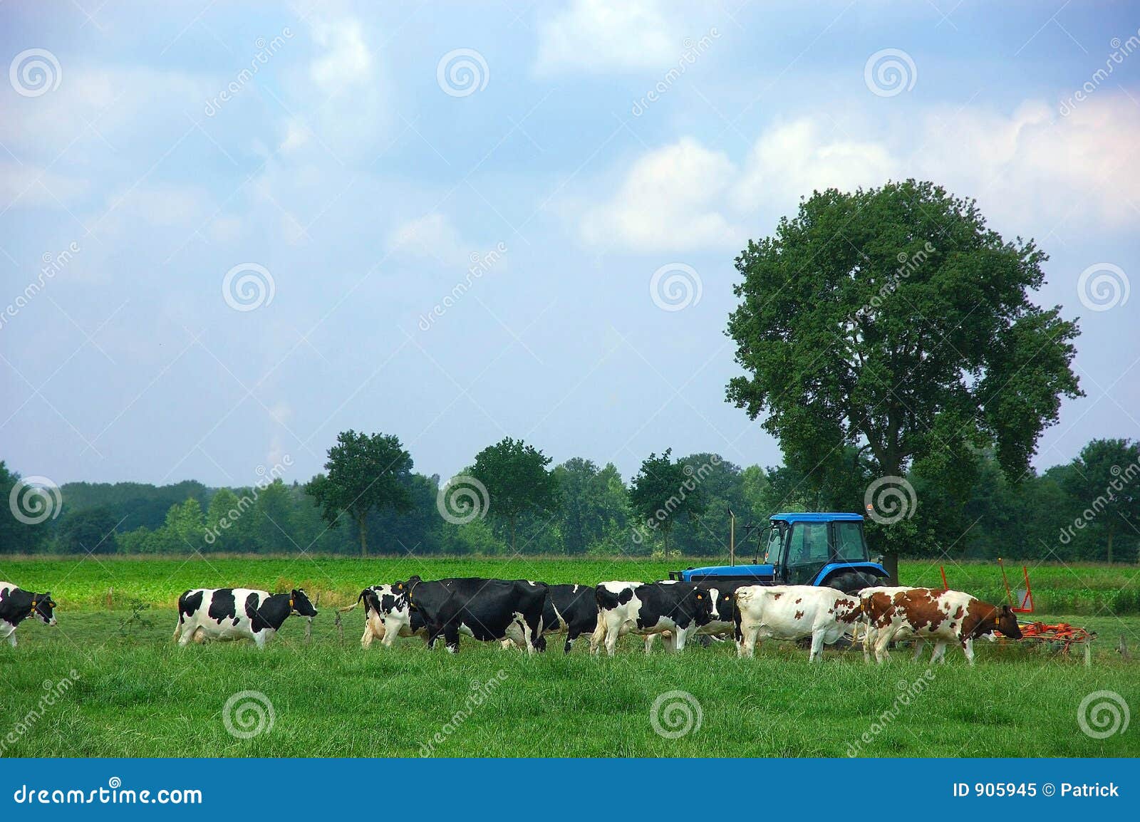 Rural scene stock image. Image of meadow, cattle, trees - 905945