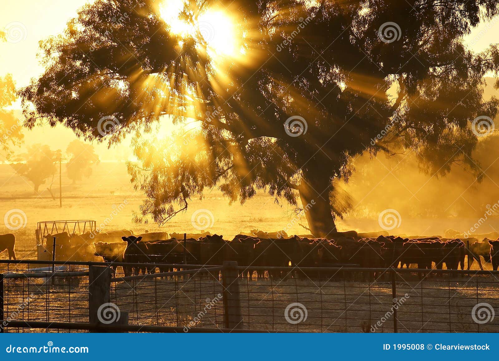 Rural scene Cattle sunrise stock photo. Image of yard - 1995008