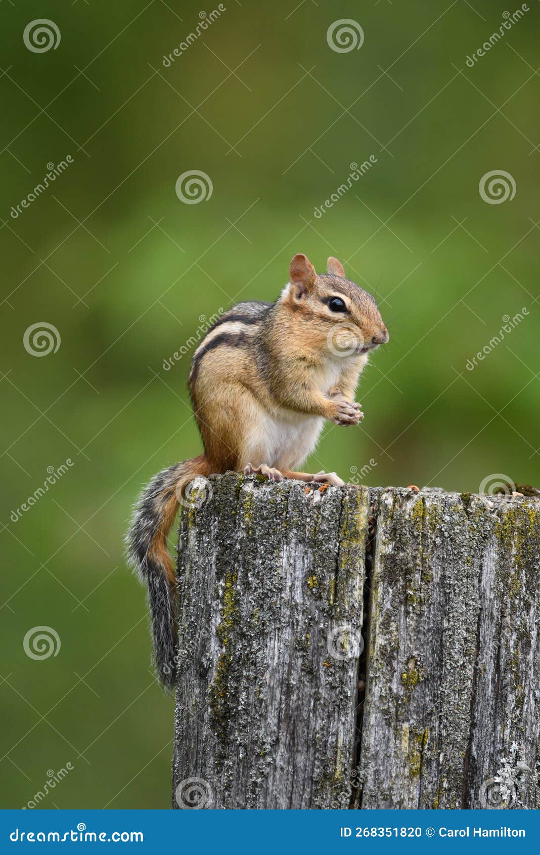 Embaressed Chipmunk