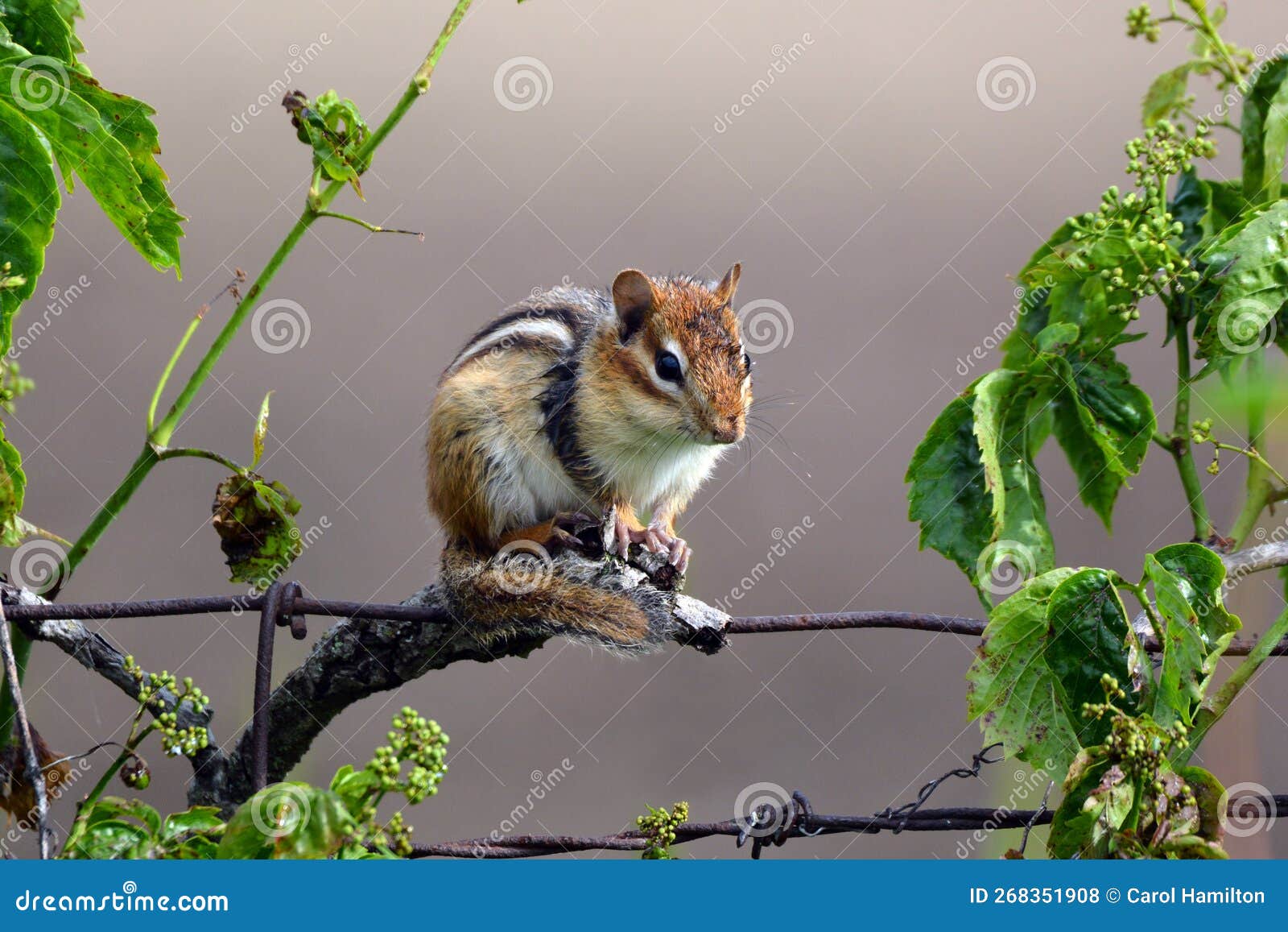Close up of a Chipmunk stock photo. Image of mammal - 268351908