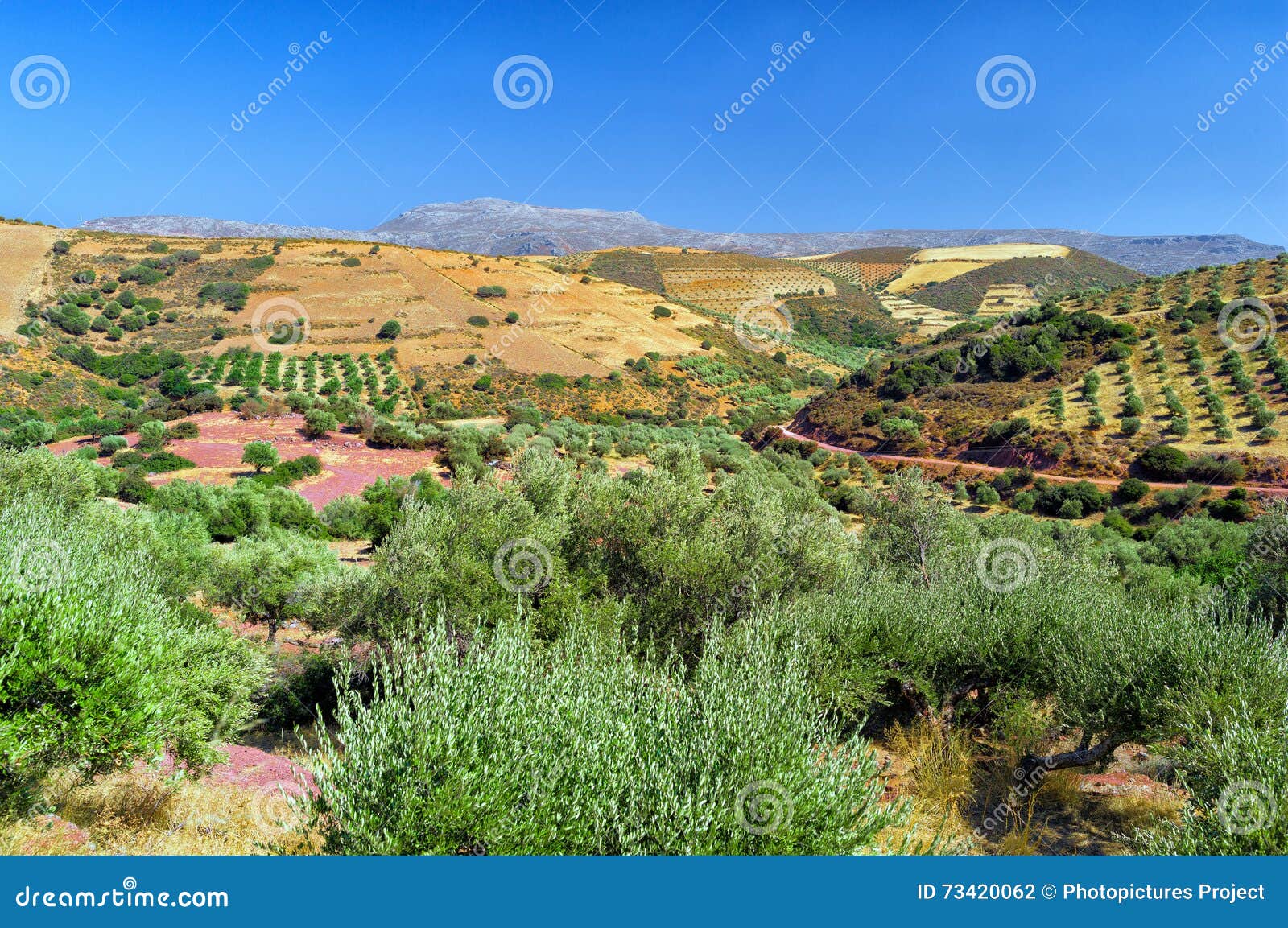 Rural scene, Crete, Greece stock photo. Image of shrub - 73420062