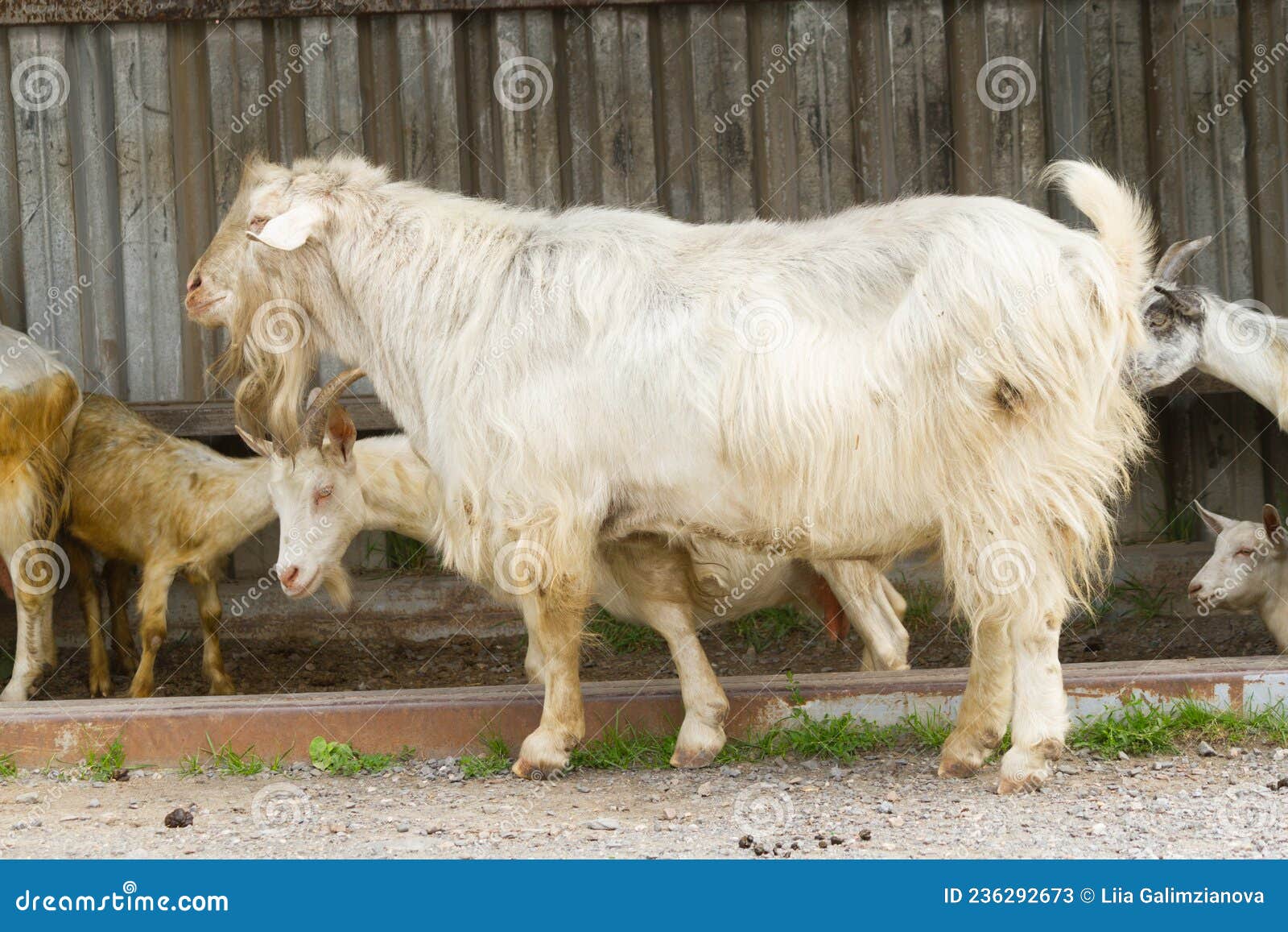 Rural scene with goats stock image. Image of animals - 236292673