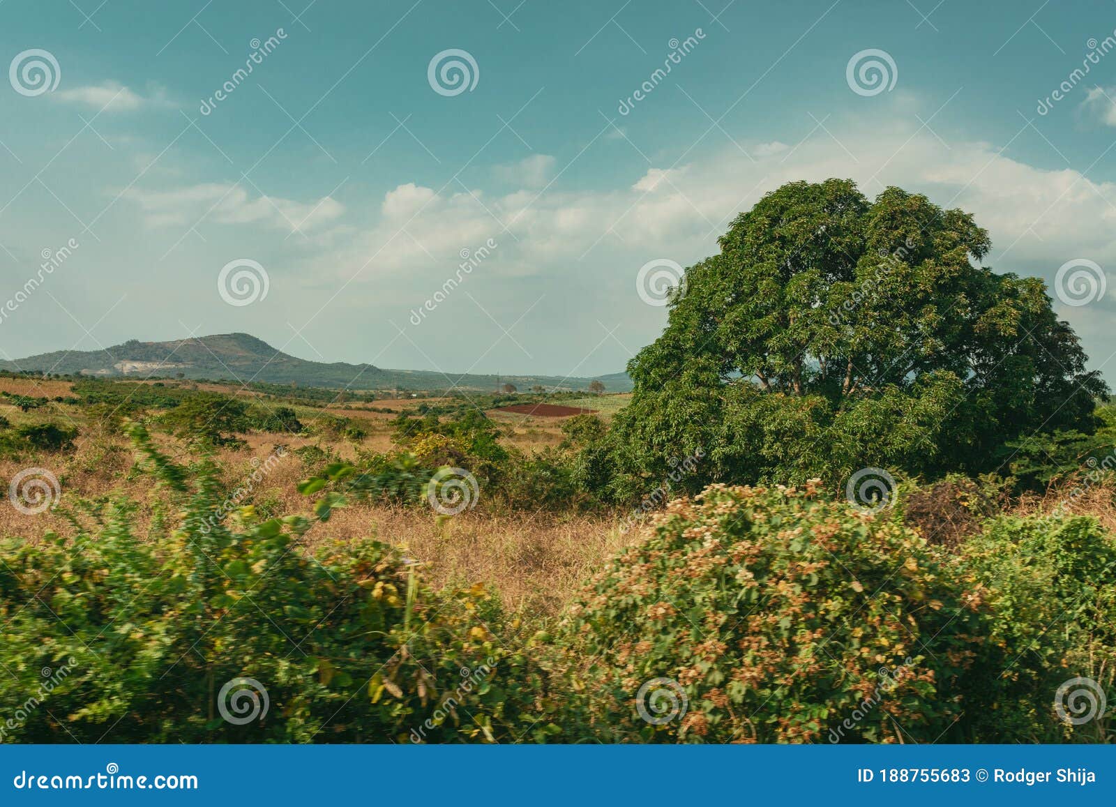 Rural Scene Landscape with Mango Tree Stock Image - Image of scenic ...