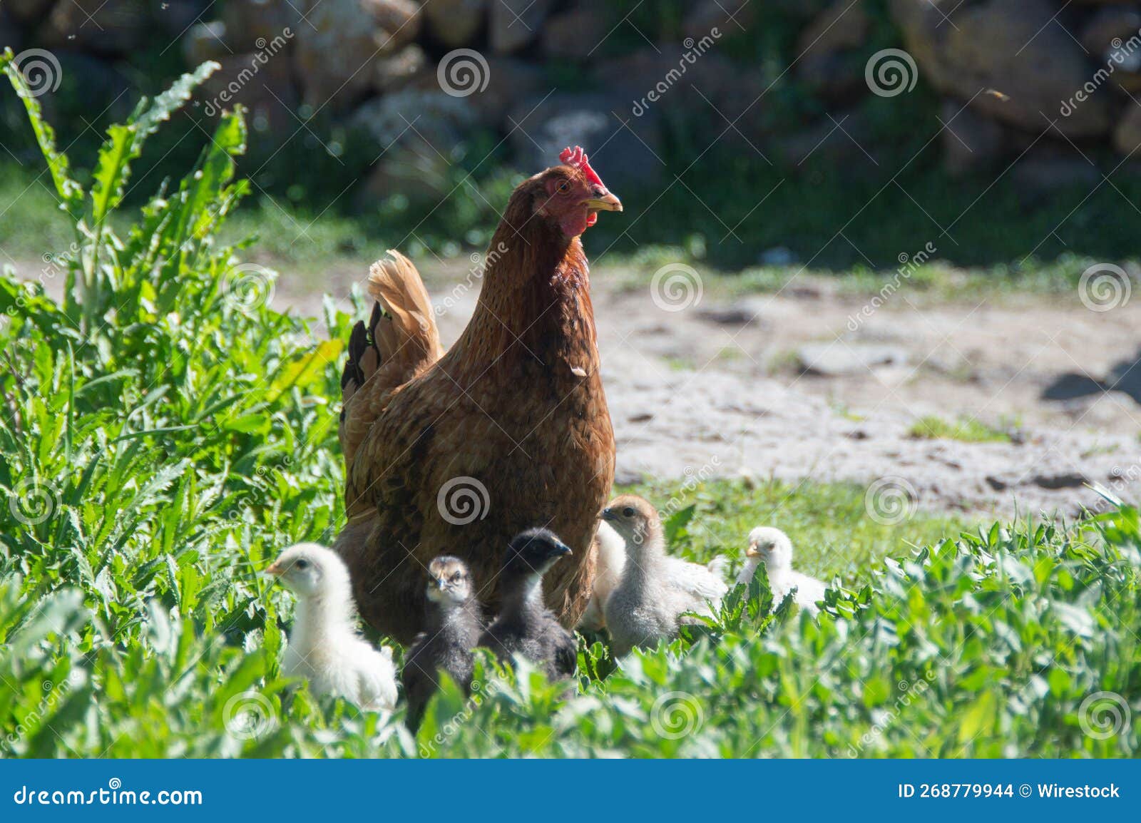 Rural Scene Mother Hen with Her Chicks Stock Photo - Image of birds ...