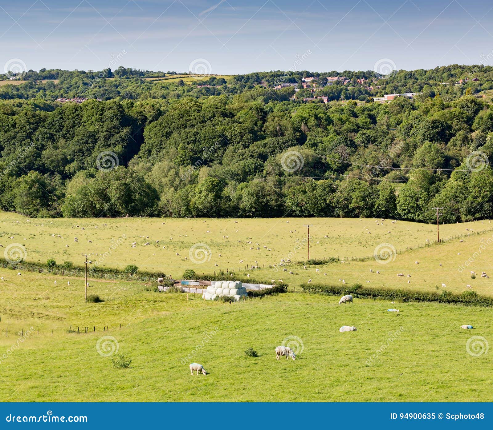 Rural scene with sheep stock image. Image of nature, meadow - 94900635