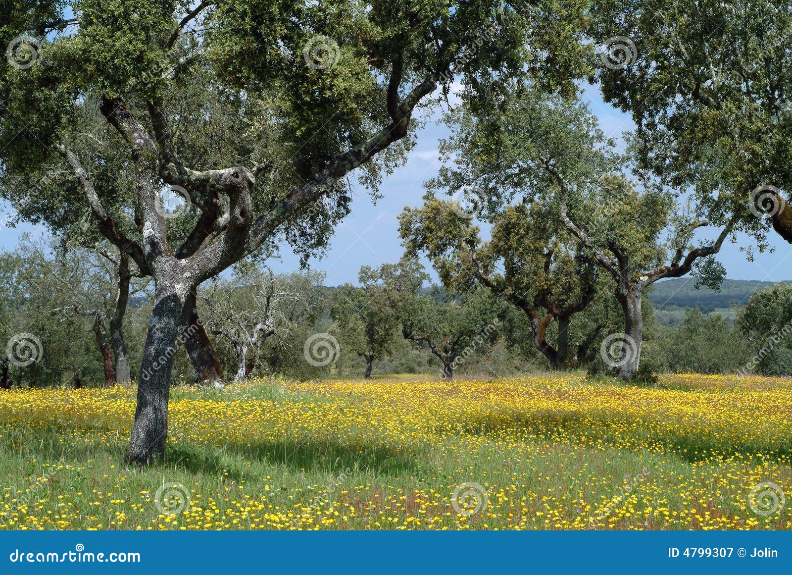 Rural scene in spring time stock image. Image of clouds - 4799307