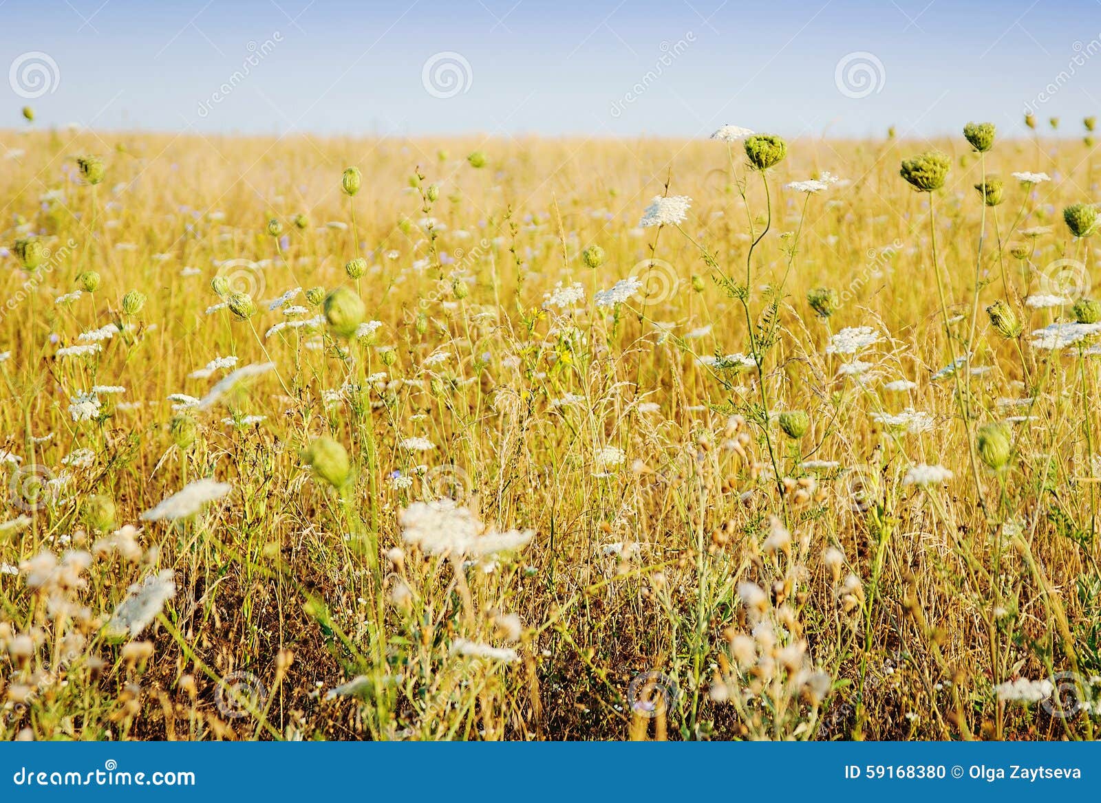 Rural Scenery with Beautiful Yellow Field Stock Photo - Image of ...
