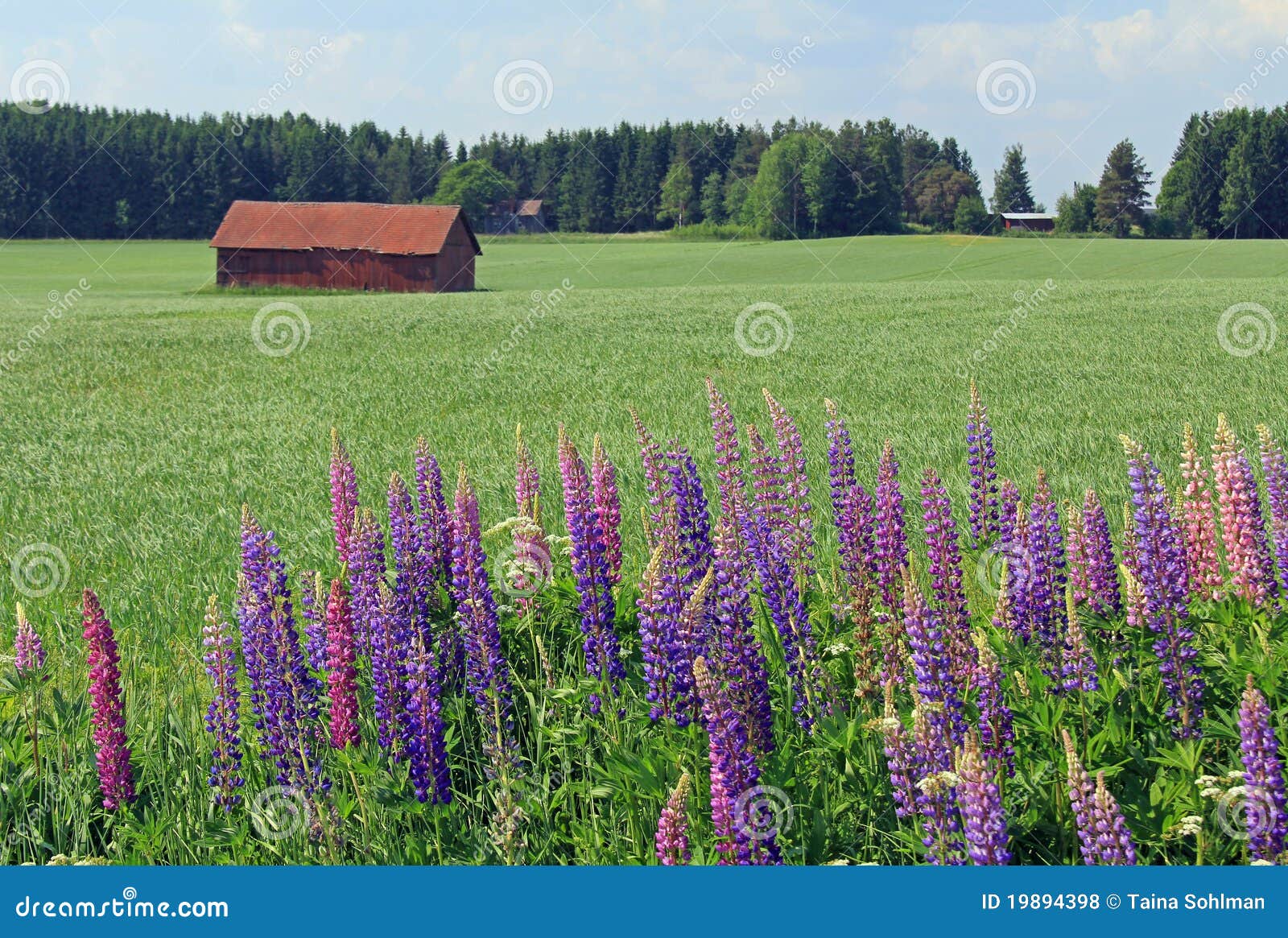 Rural Scenery with Flowers in Finland Stock Photo - Image of building ...