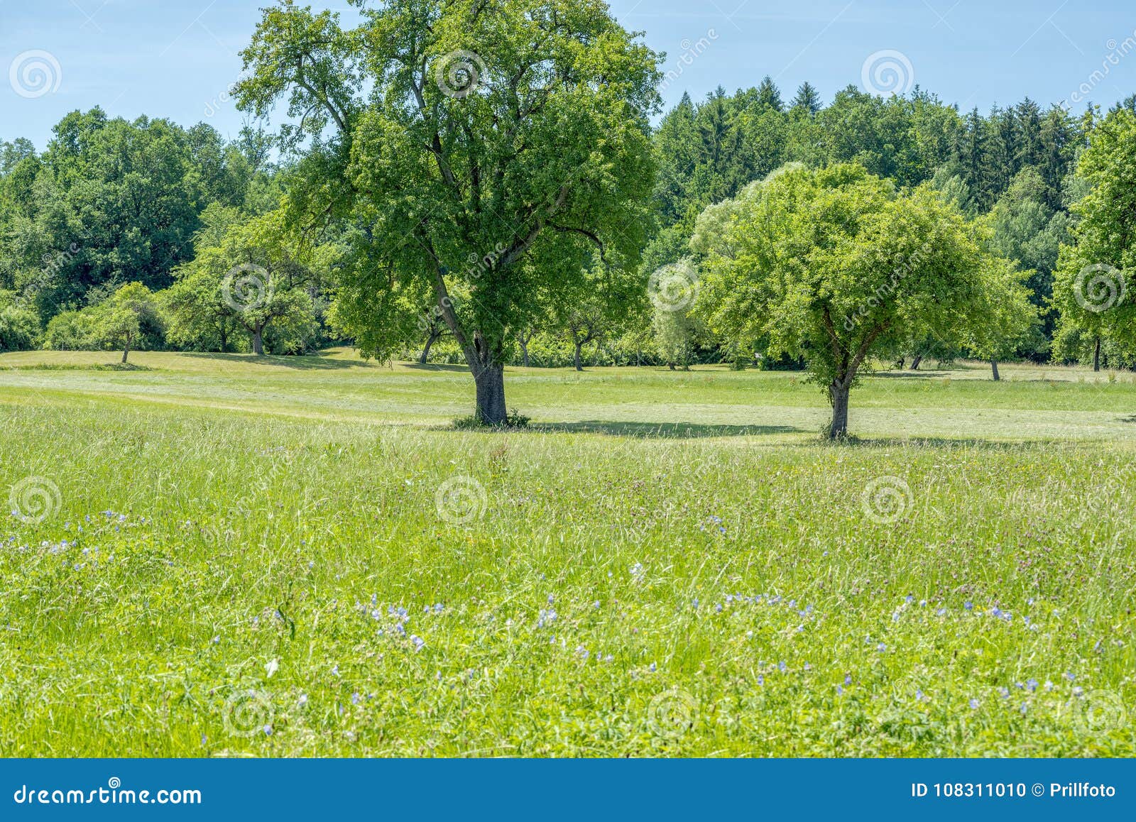 Rural Scenery with Fruit Trees Stock Photo - Image of idyllic, sunny ...