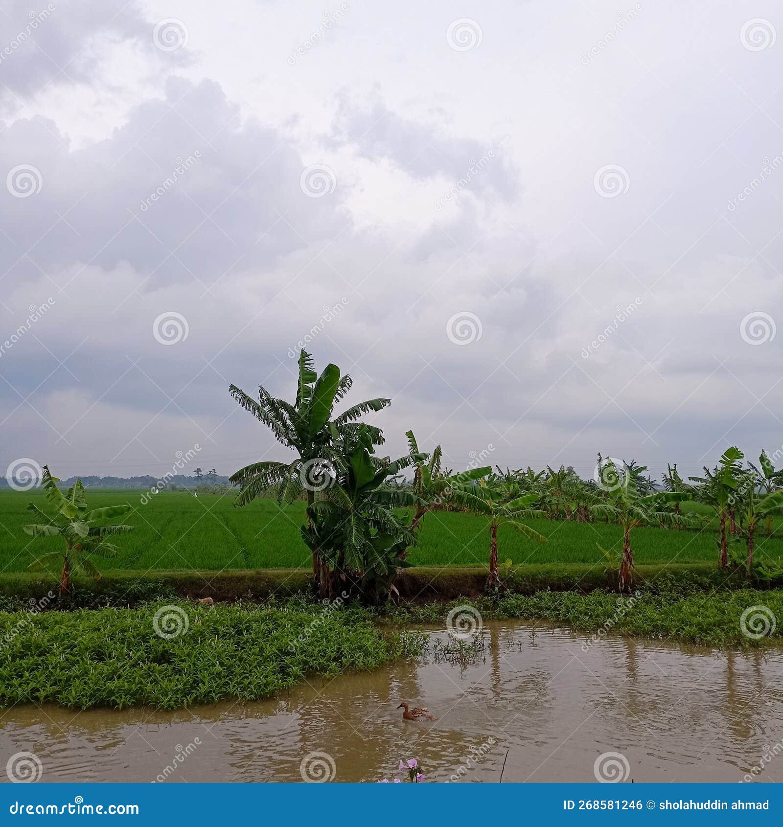 Rural Scenery of Rice Fields and River Under Evening Sky Stock Photo ...