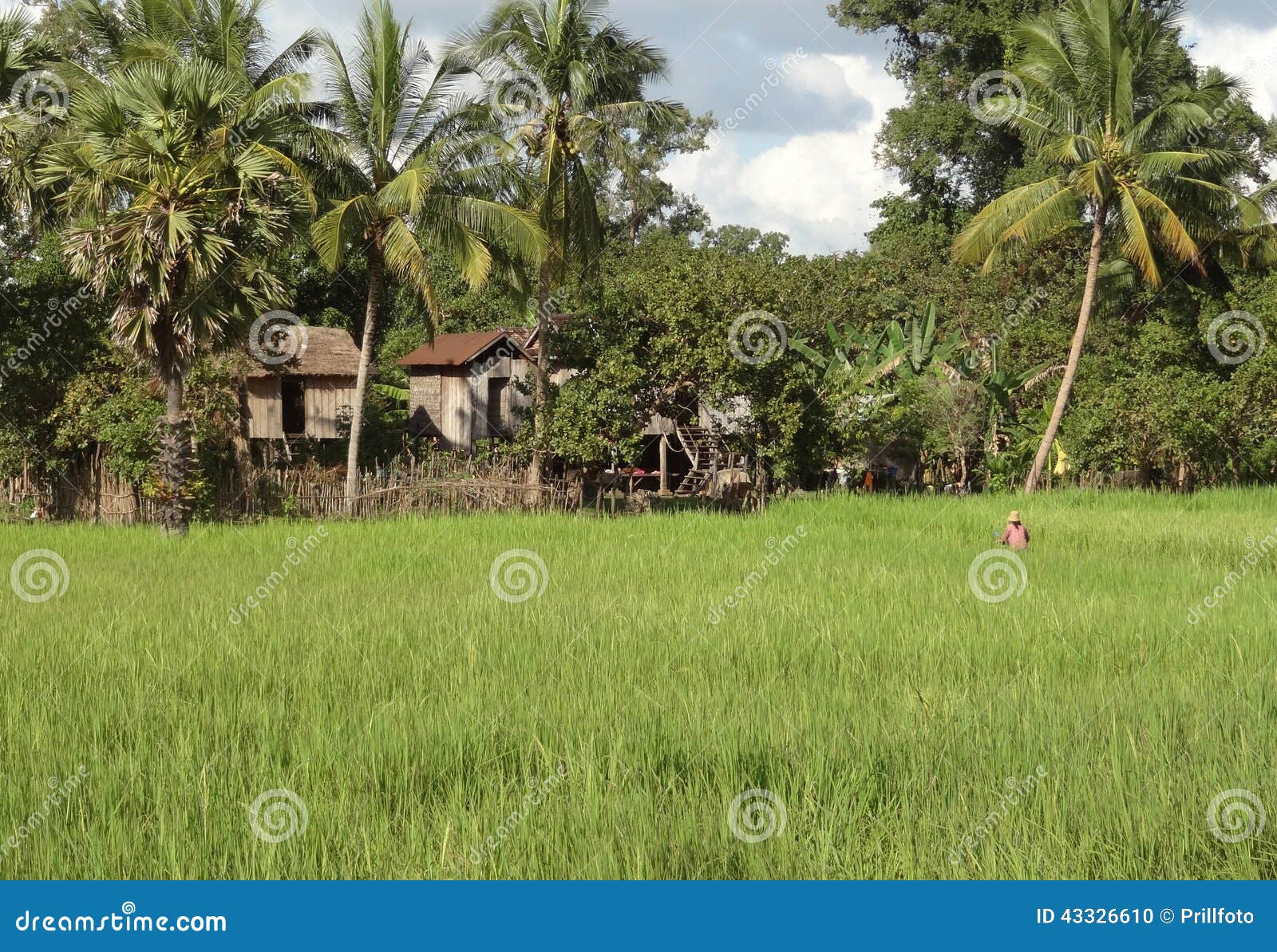 Rural scenery in Thailand stock photo. Image of thailand - 43326610