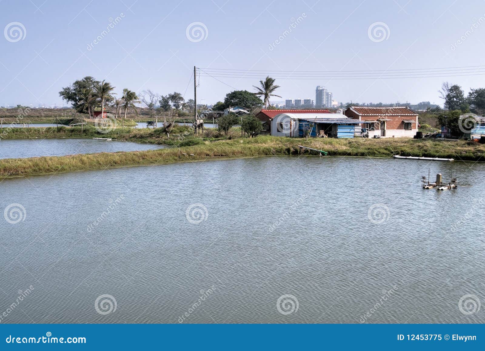 Rural scenic of fish pond stock image. Image of nature - 12453775