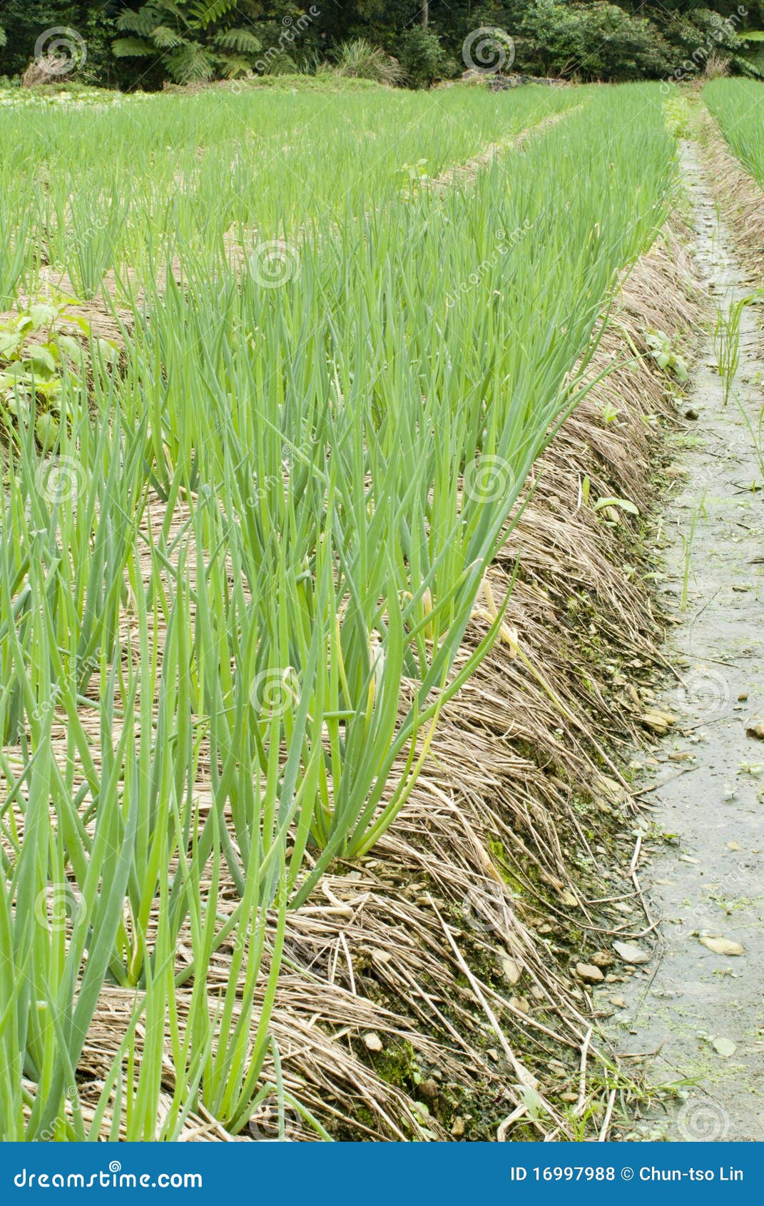 Rural Scenic with Green Onion Farm Stock Photo - Image of land ...