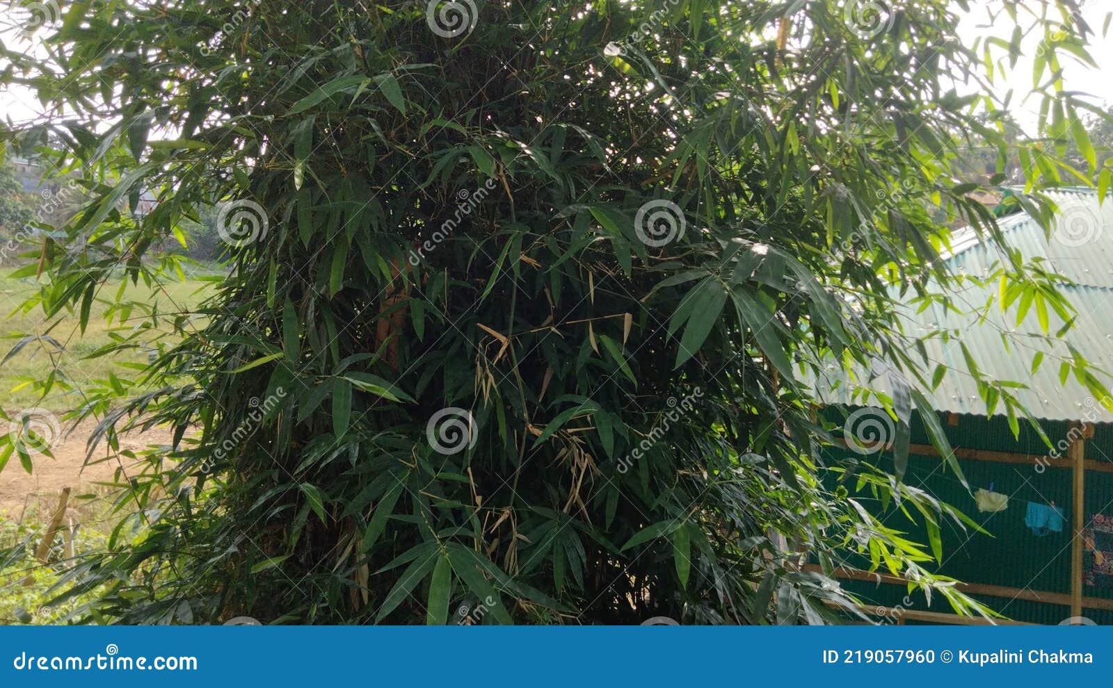 Rural Side View stock photo. Image of tropics, vegetation - 219057960