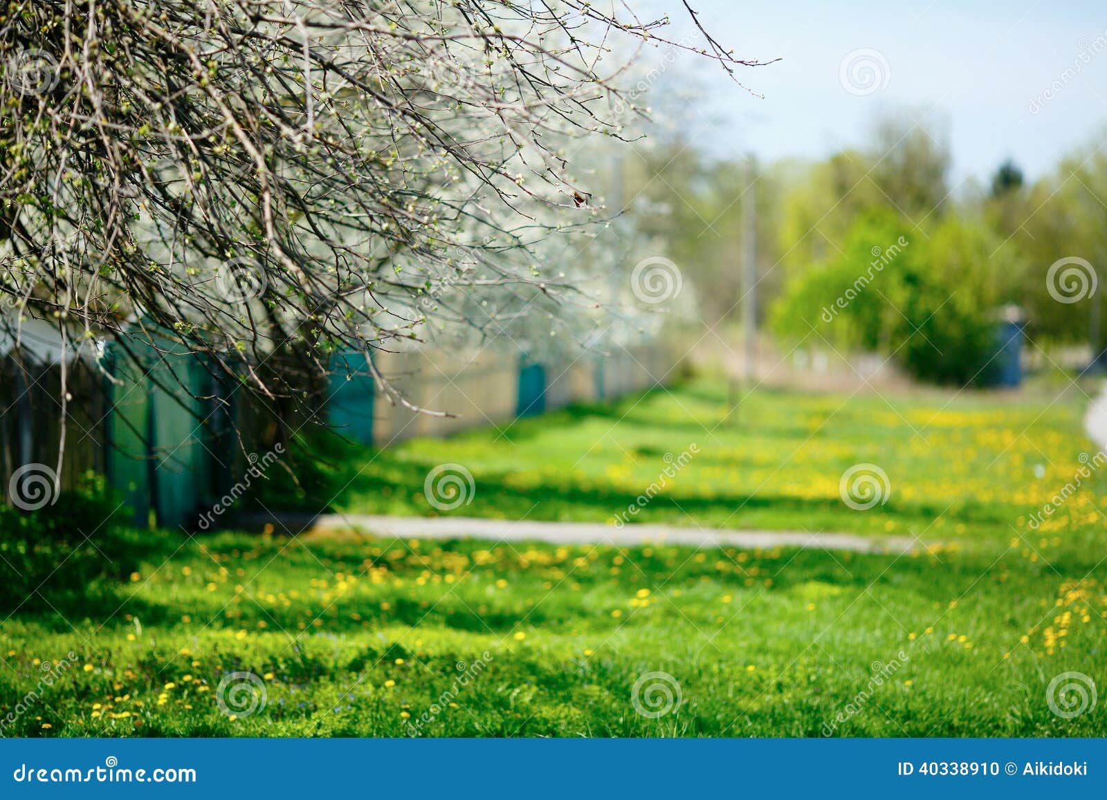 Rural Spring Blooming Landscape Stock Photo - Image of yellow, tranquil ...