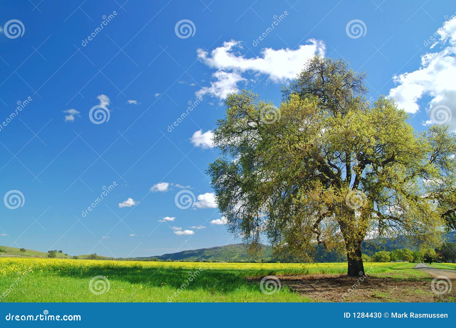 Rural spring countryside stock photo. Image of scenic - 1284430