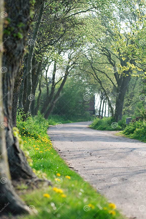 Rural spring road stock photo. Image of soft, landscape - 20417830
