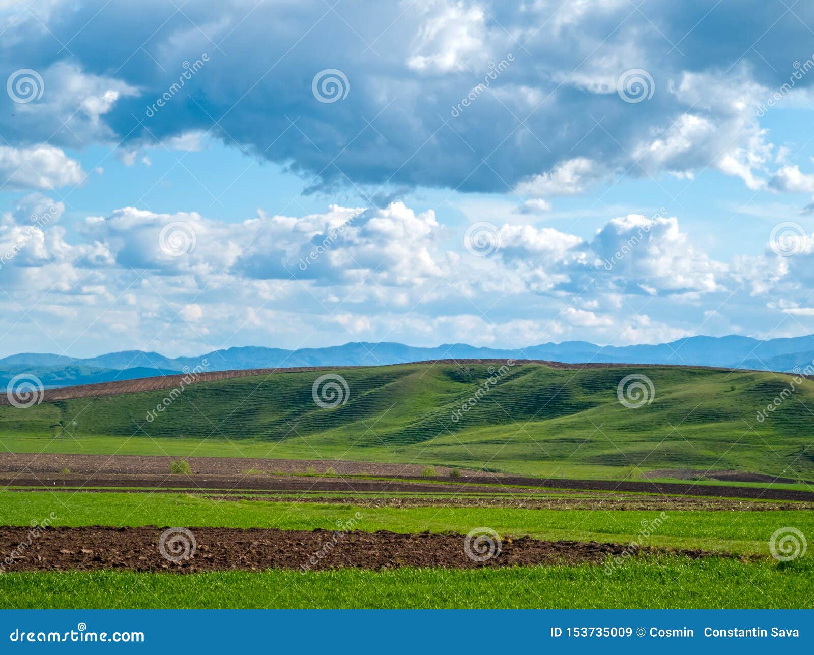 Rural Spring Landscape With Colored Striped Hills With Trees Stock ...