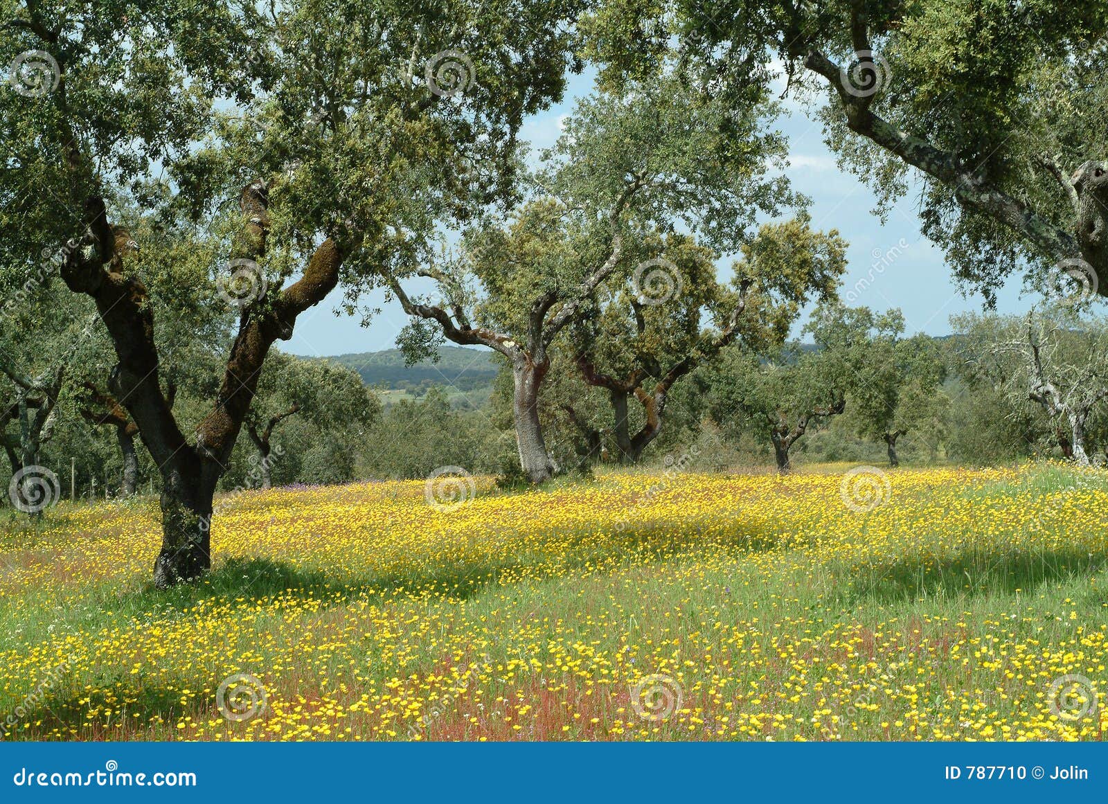 Rural Spring Landscape With Colored Striped Hills With Trees Stock ...