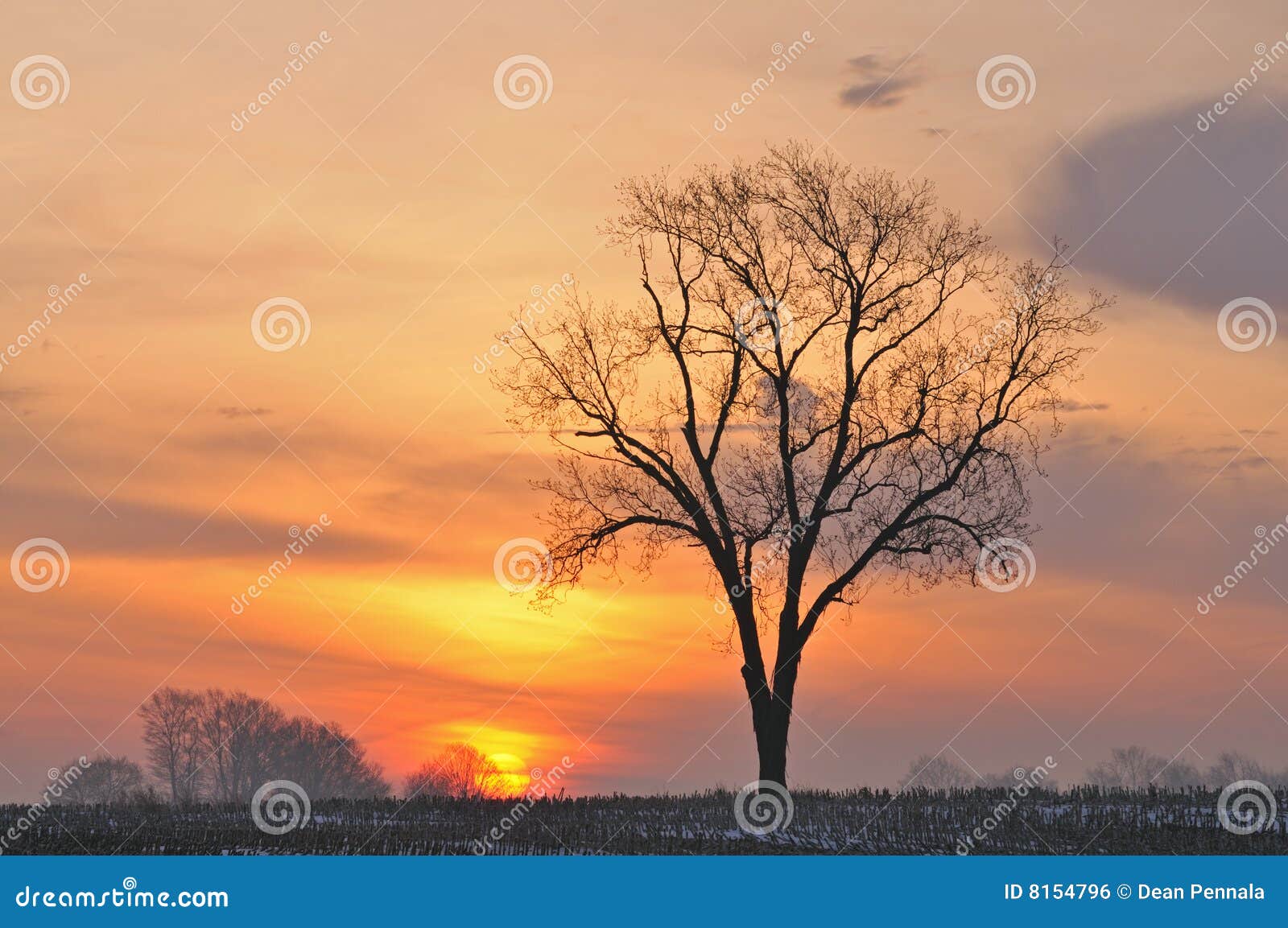 Rural Sunrise stock photo. Image of branches, landscape - 8154796