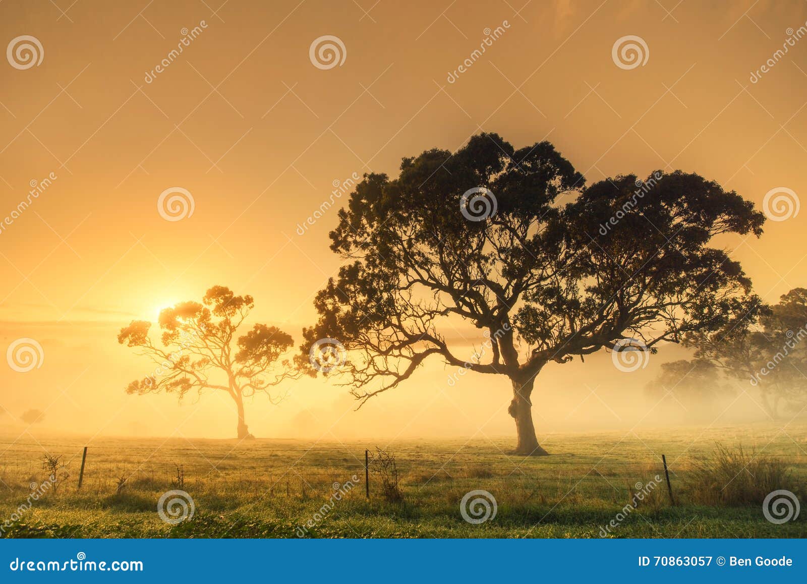 Rural Sunrise stock image. Image of sunrise, trees, mist - 70863057