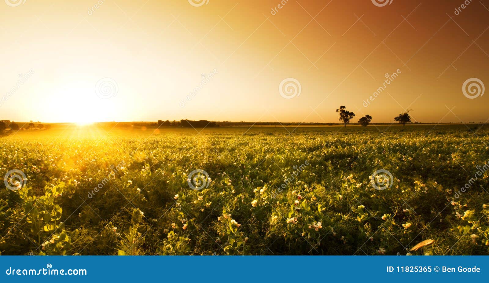 Rural Sunset stock image. Image of tourism, vineyard - 11825365